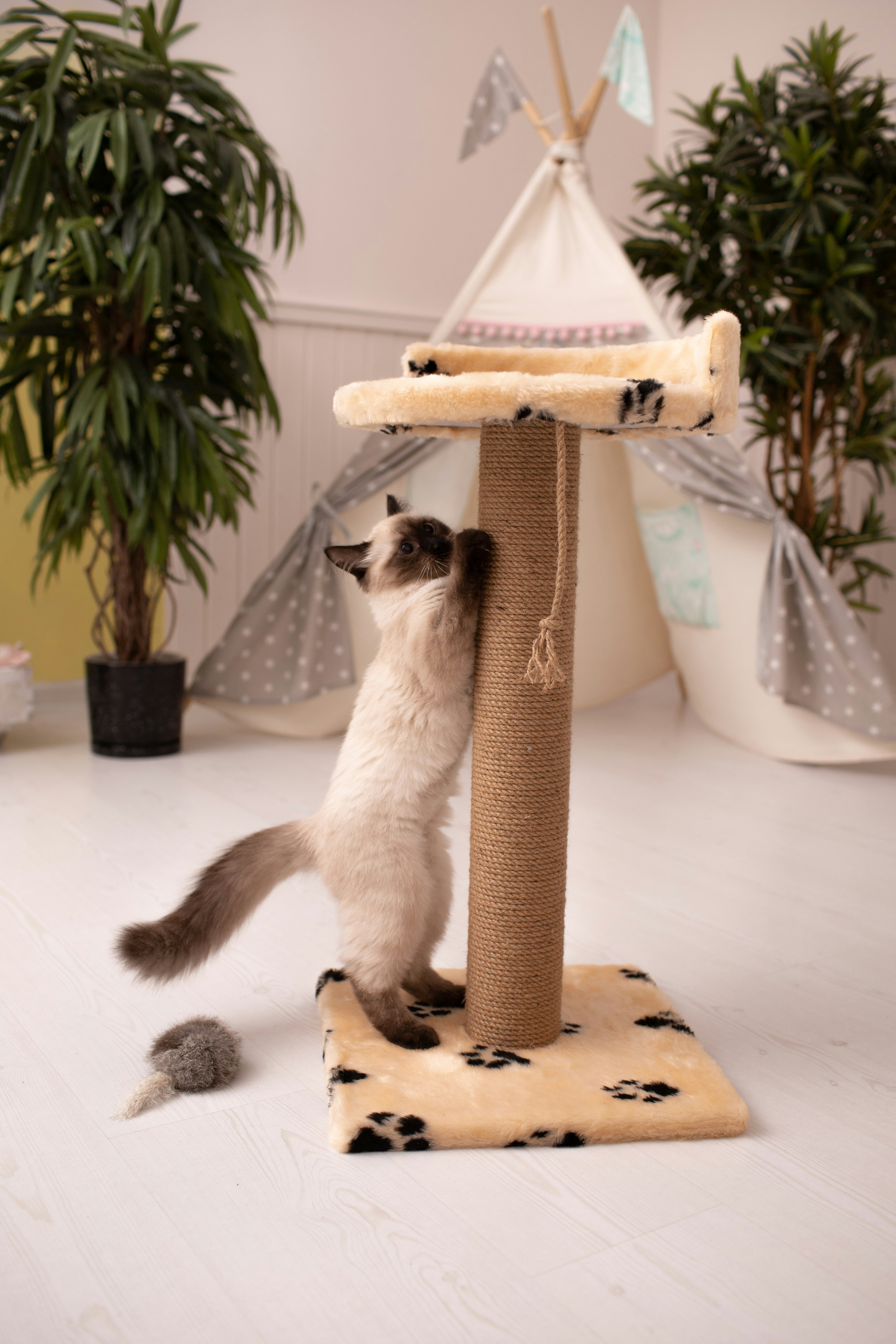 Siamese cat playfully climbing a scratching post in a cozy indoor setting with a teepee and plants in the background.