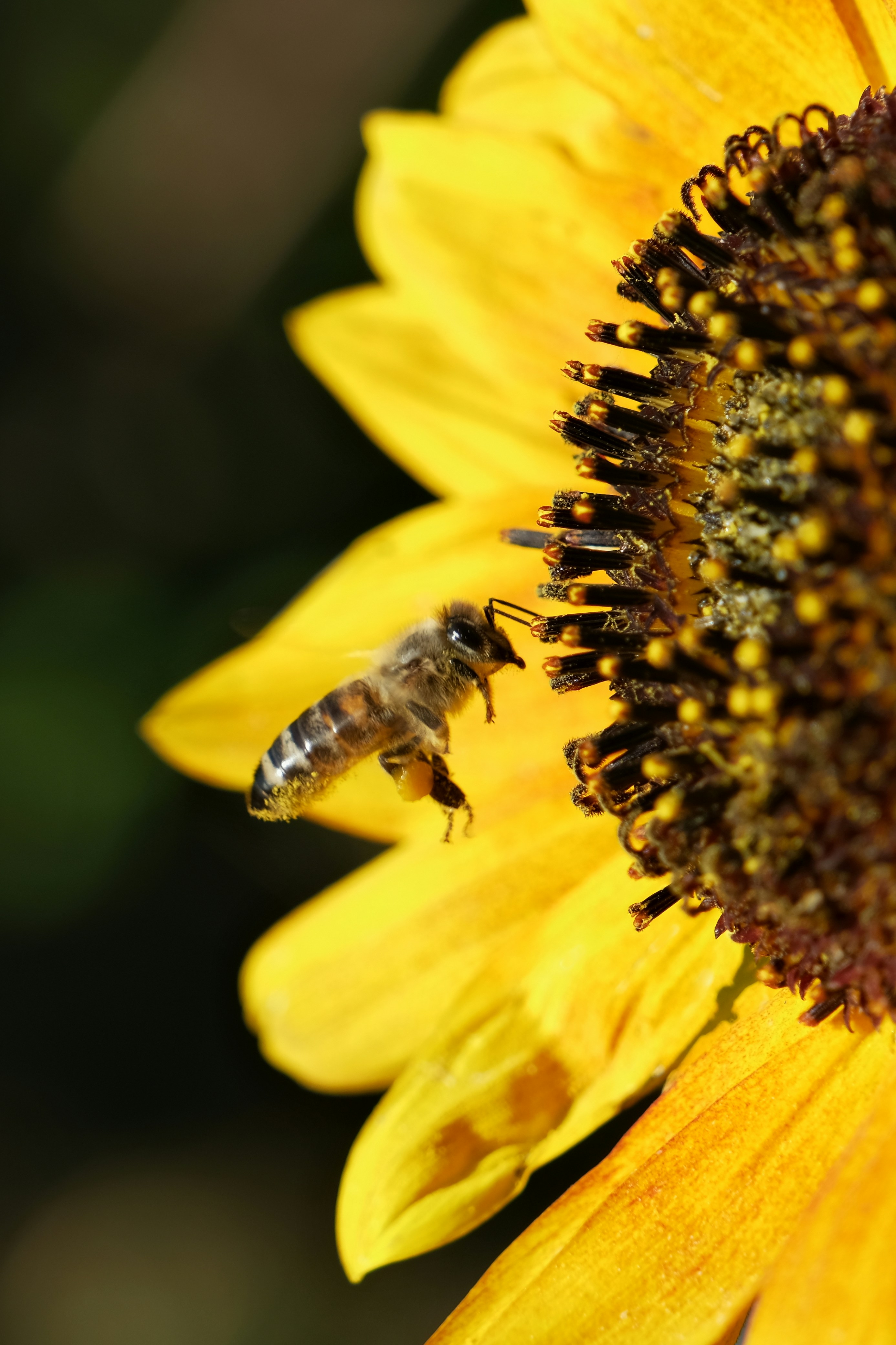 Pollinator at the Sunflower's Edge: A Bee in Sharp Focus