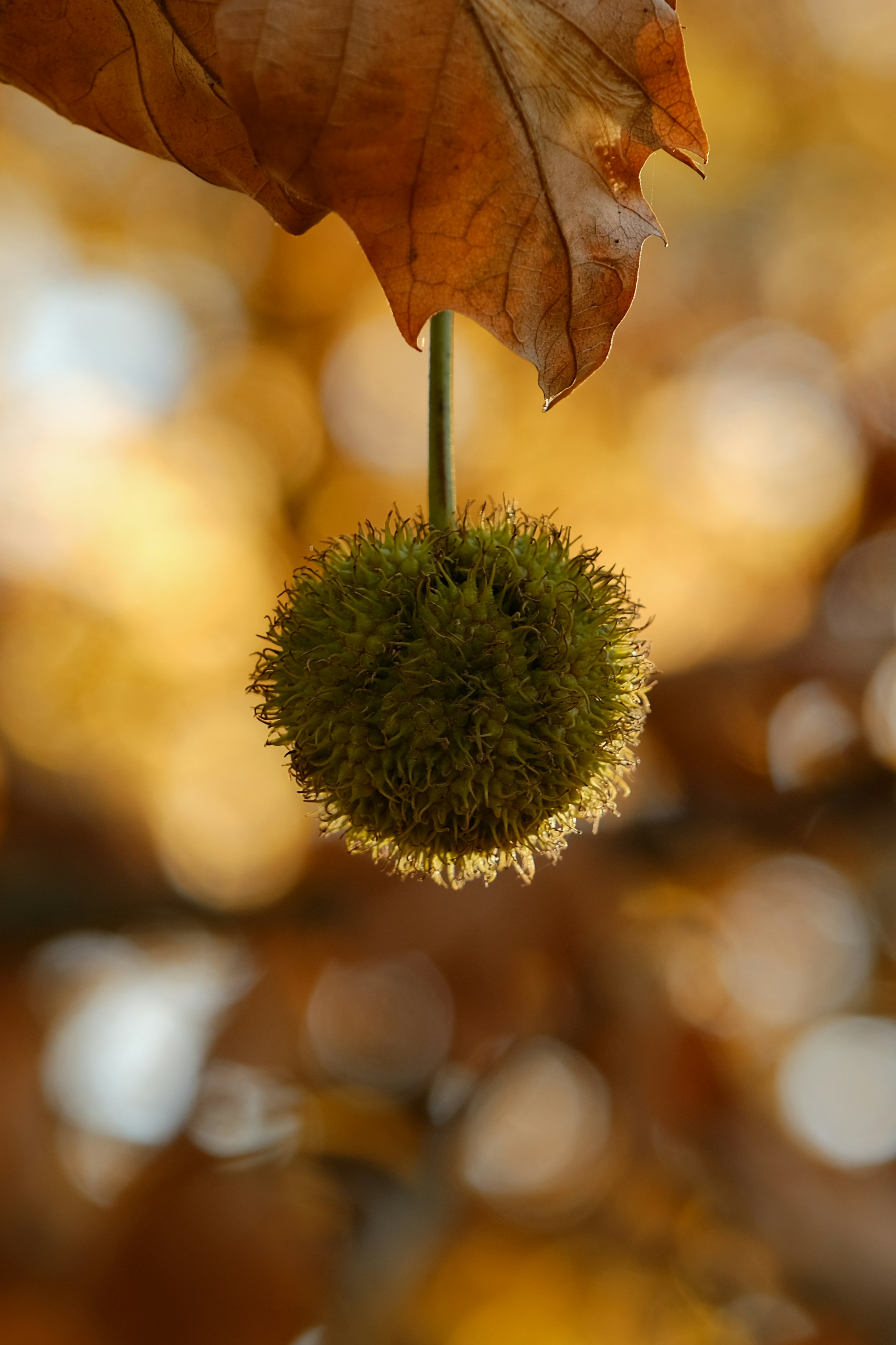a single leaf hanging from a tree branch