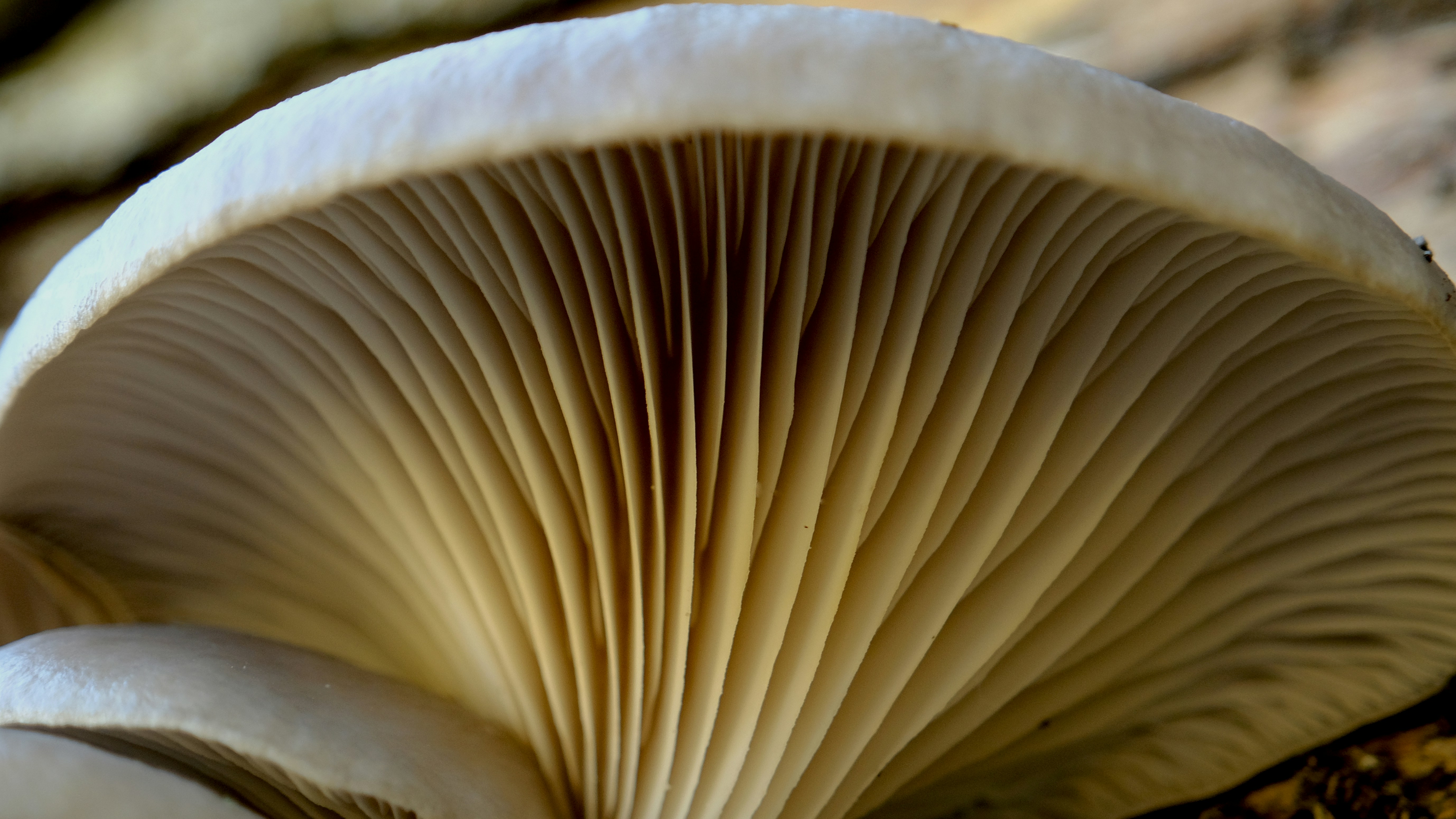 Close-up of a mushroom's gills showcasing intricate patterns and textures. The natural light highlights the delicate details of the fungi.