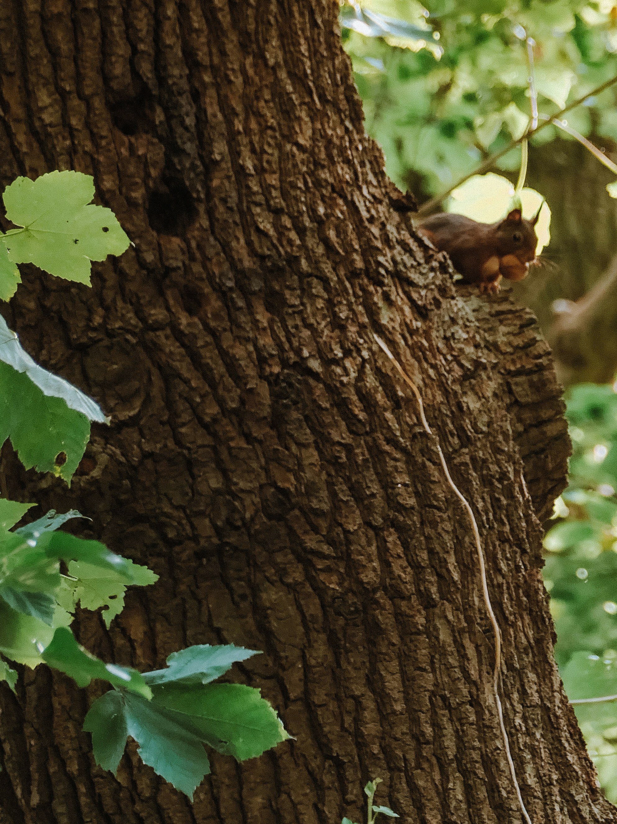 A squirrel perched on a tree trunk, surrounded by vibrant green leaves and natural textures. The scene captures the essence of woodland life.
