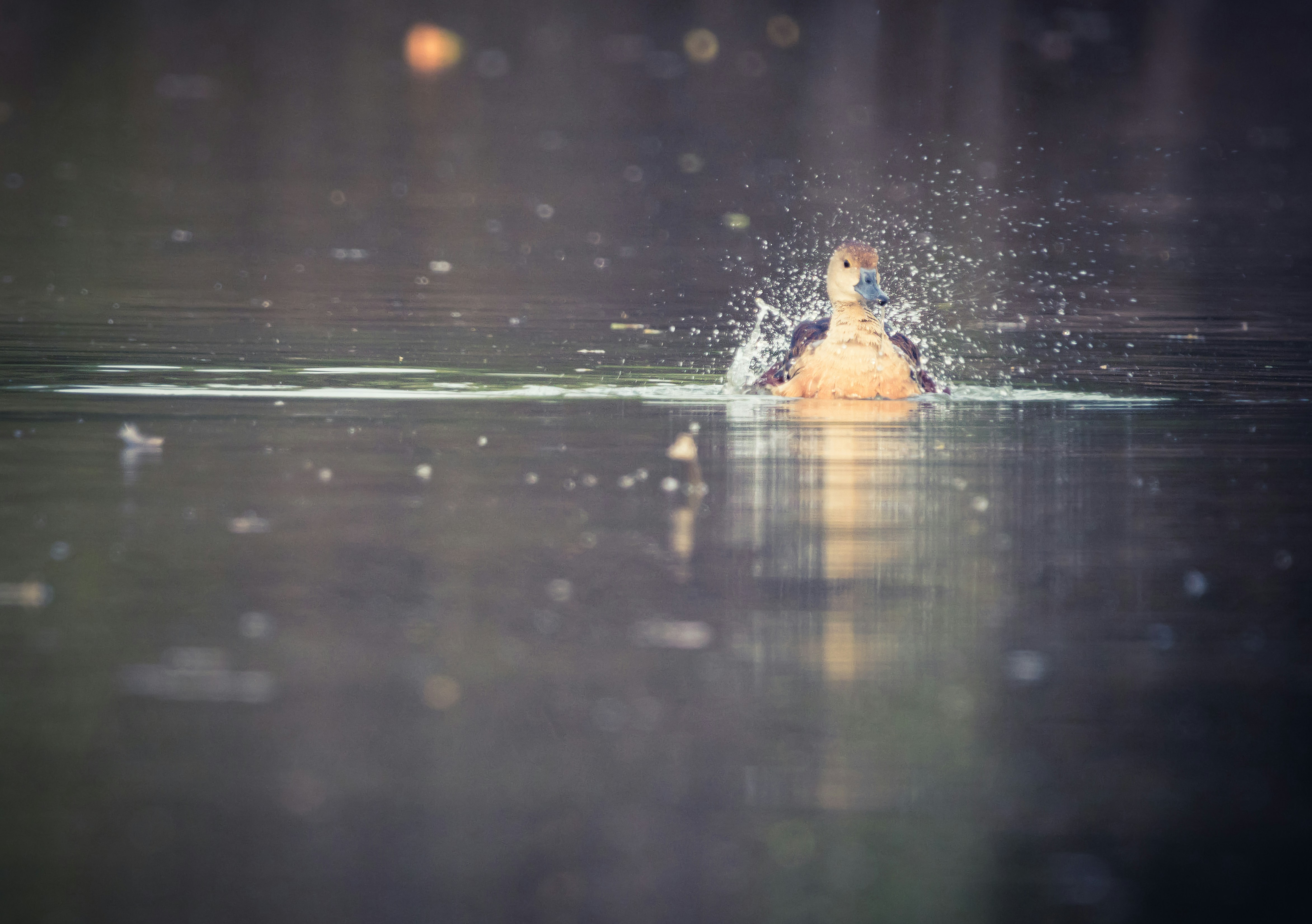 Splashing in swamp