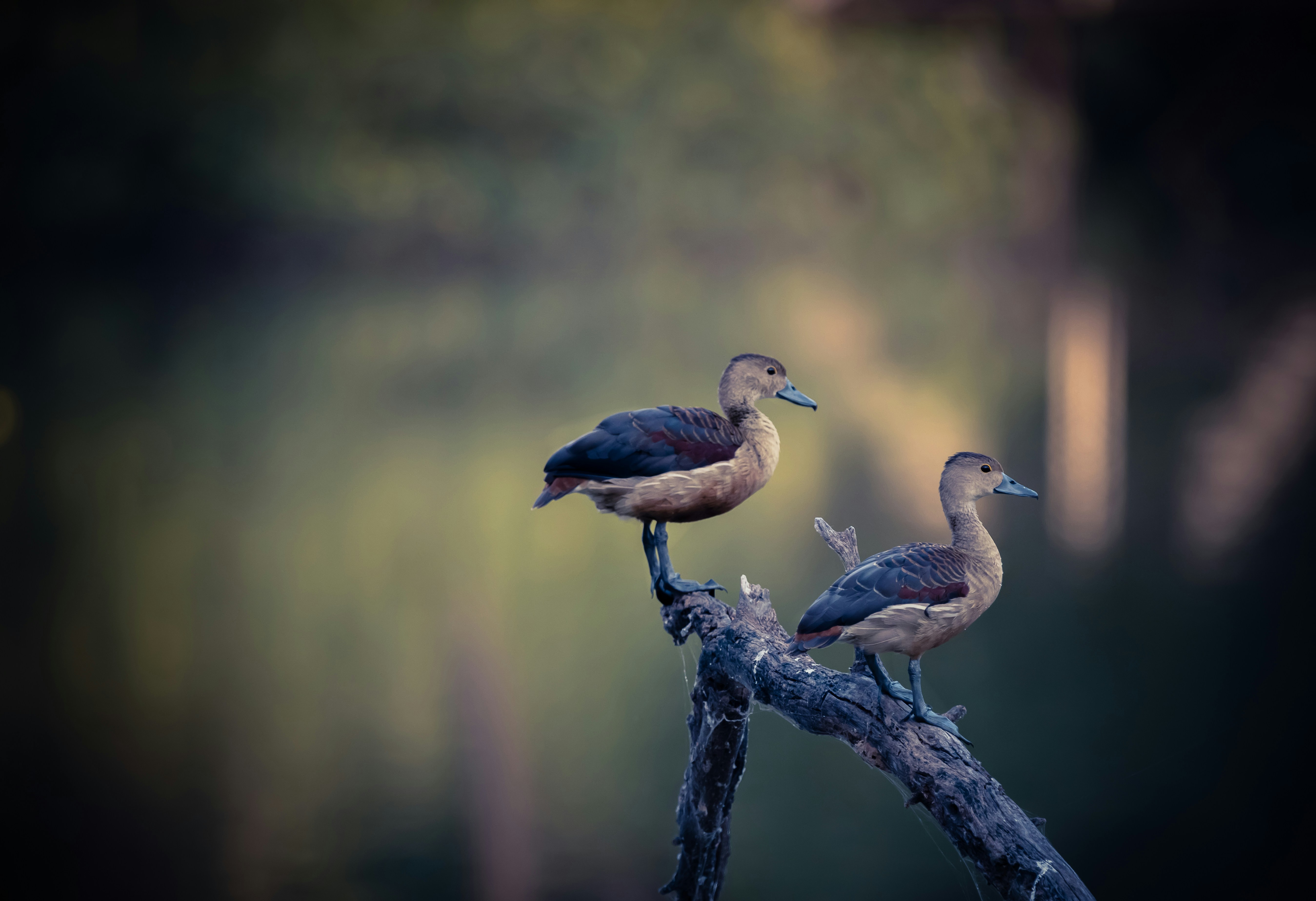 Pair of Ducks Perched on a Weathered Branch Beneath Velvet Evening Light