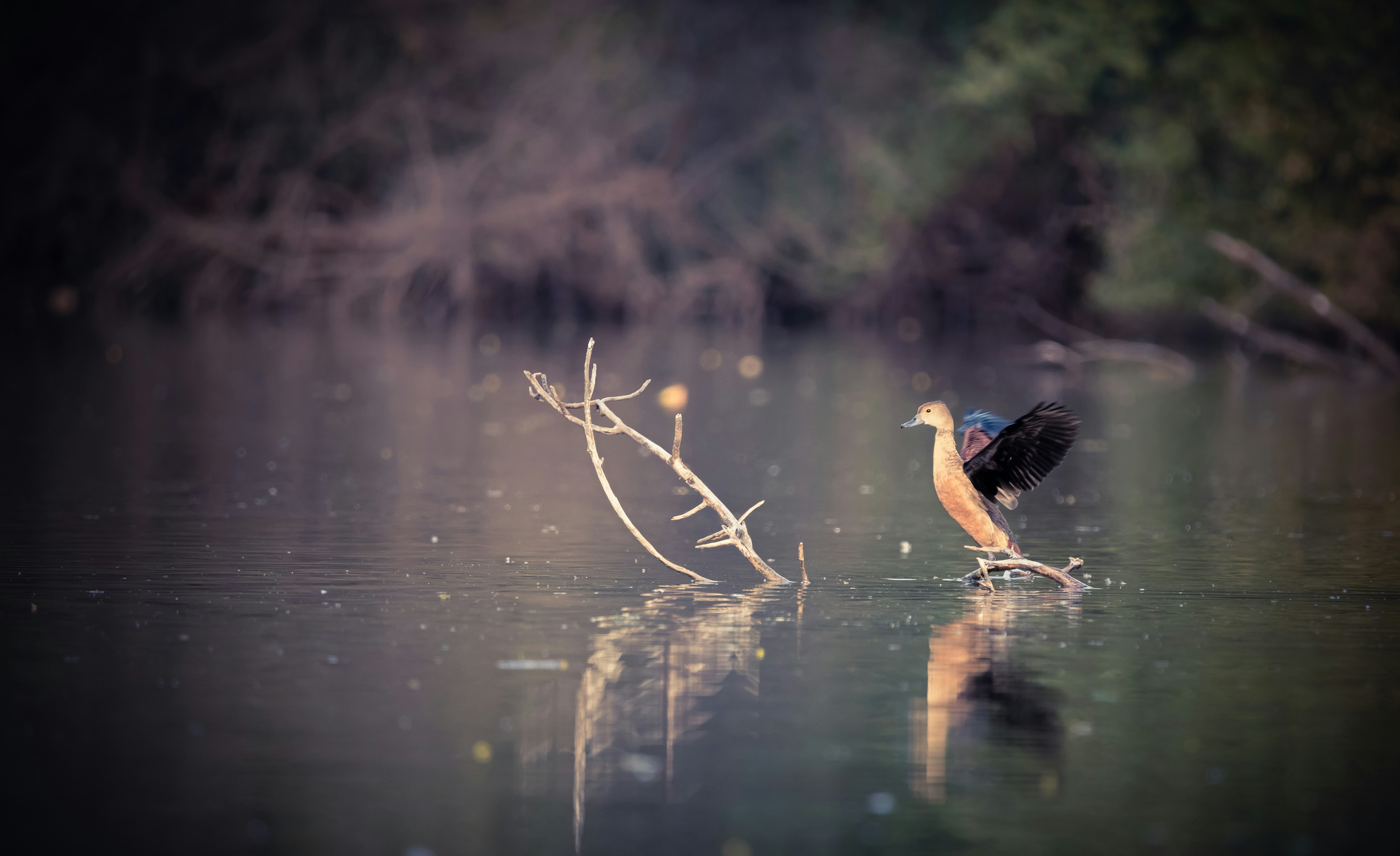 Dusk-Lit Waterbird Rising Over a Glassy Lake