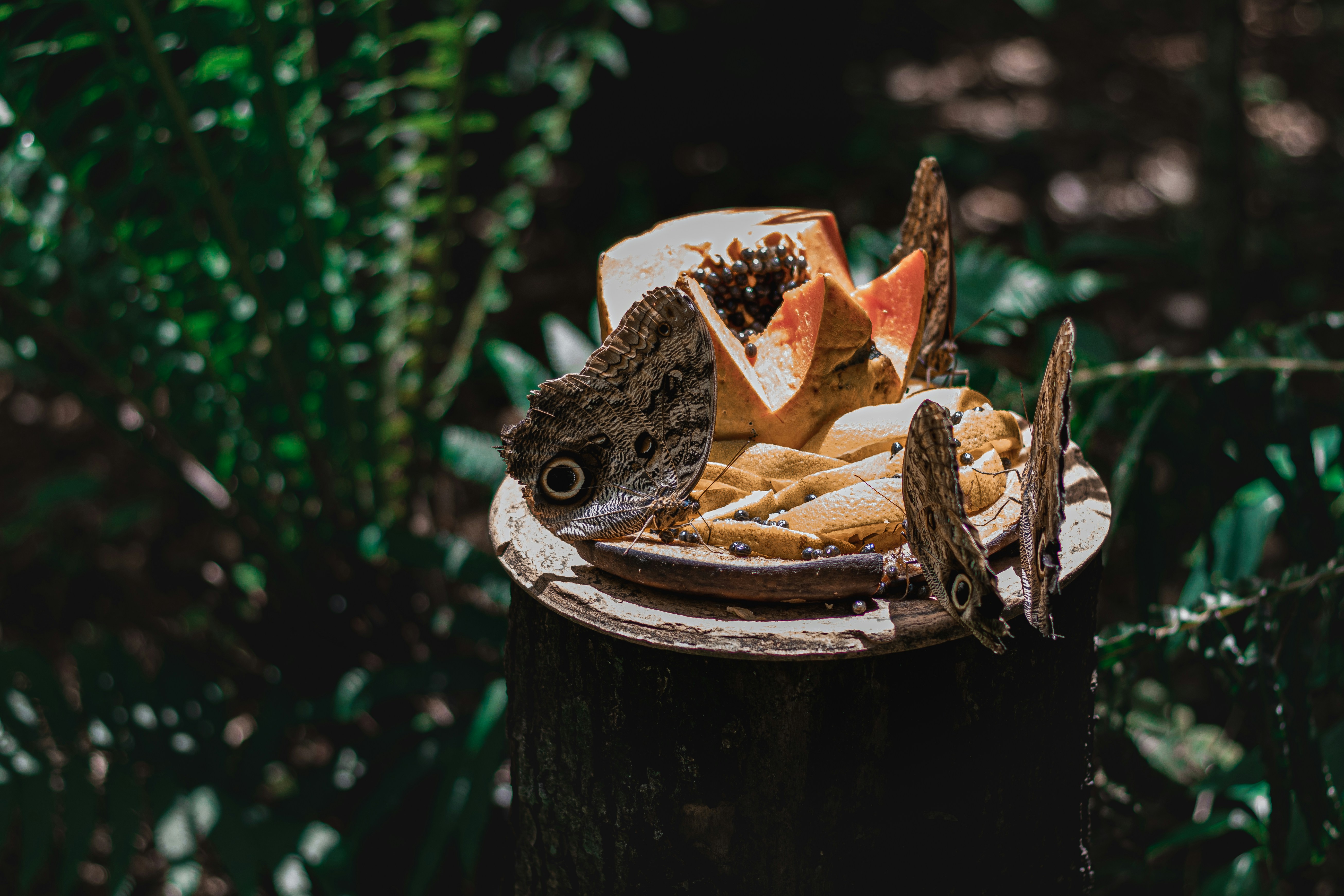 Butterfly Pair on a Weathered Stump: Color and Decay in Dappled Light
