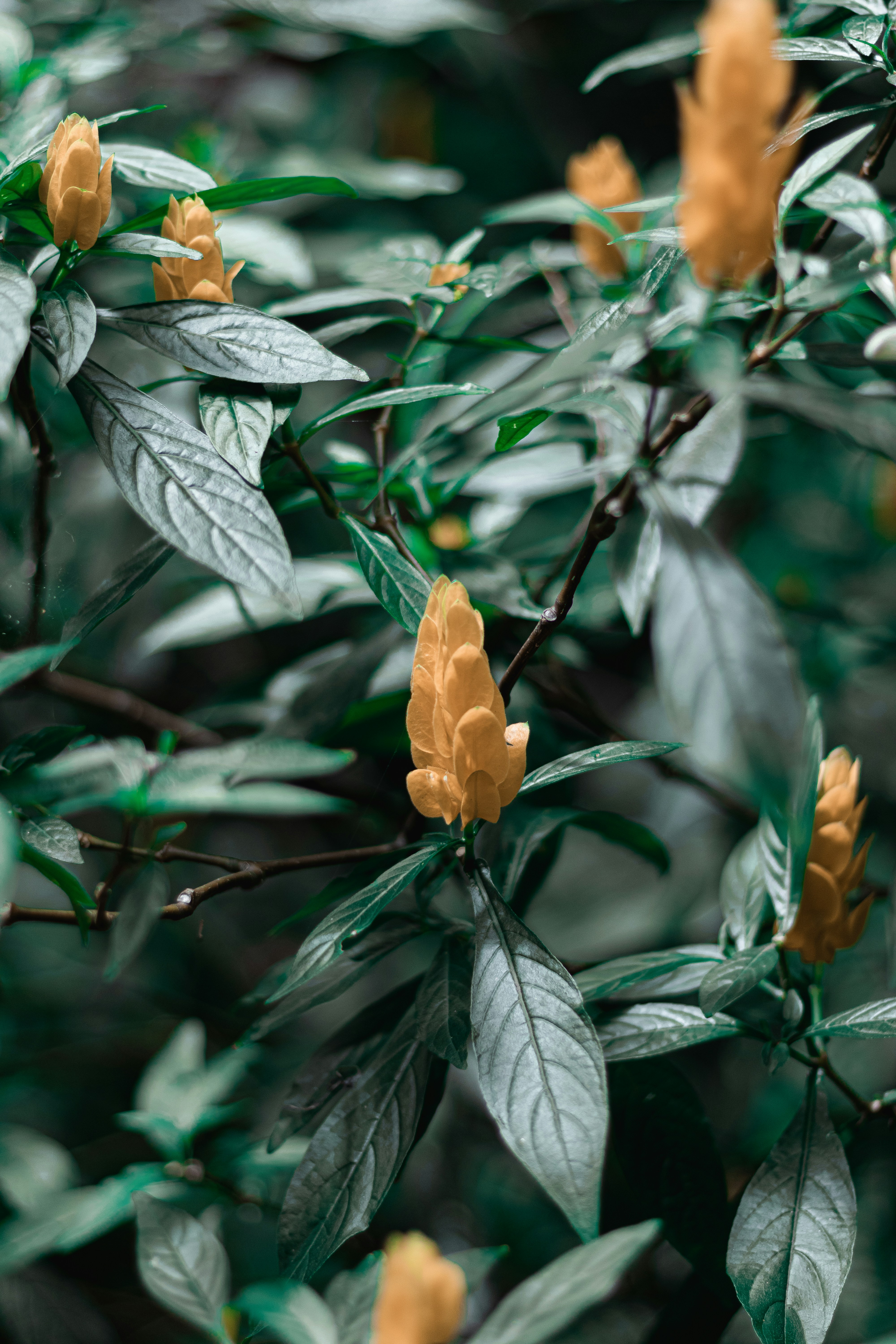 Golden Protea-like Buds Amid Dark Green Foliage