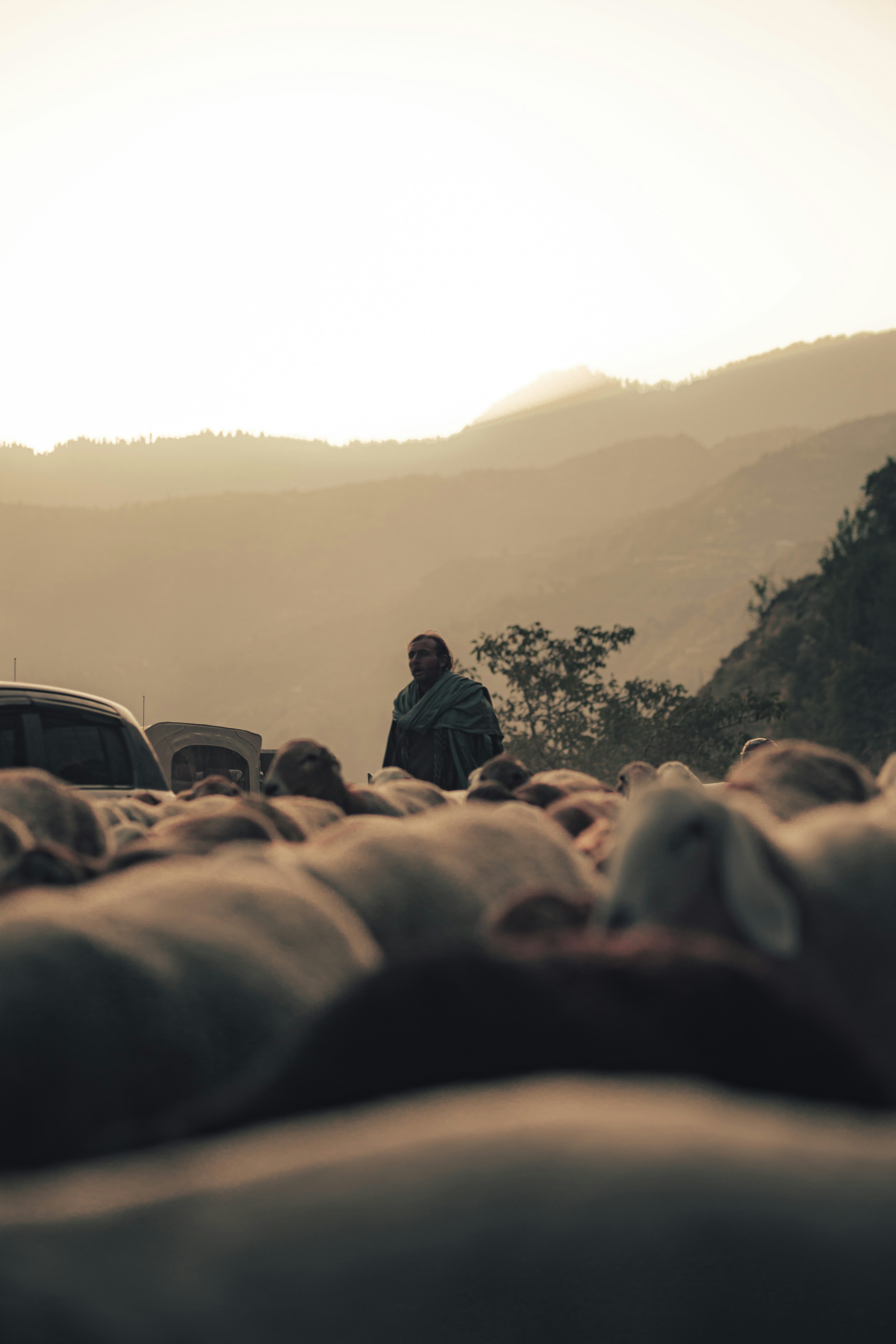 A man standing in the middle of a herd of sheep photo – Free Human ...