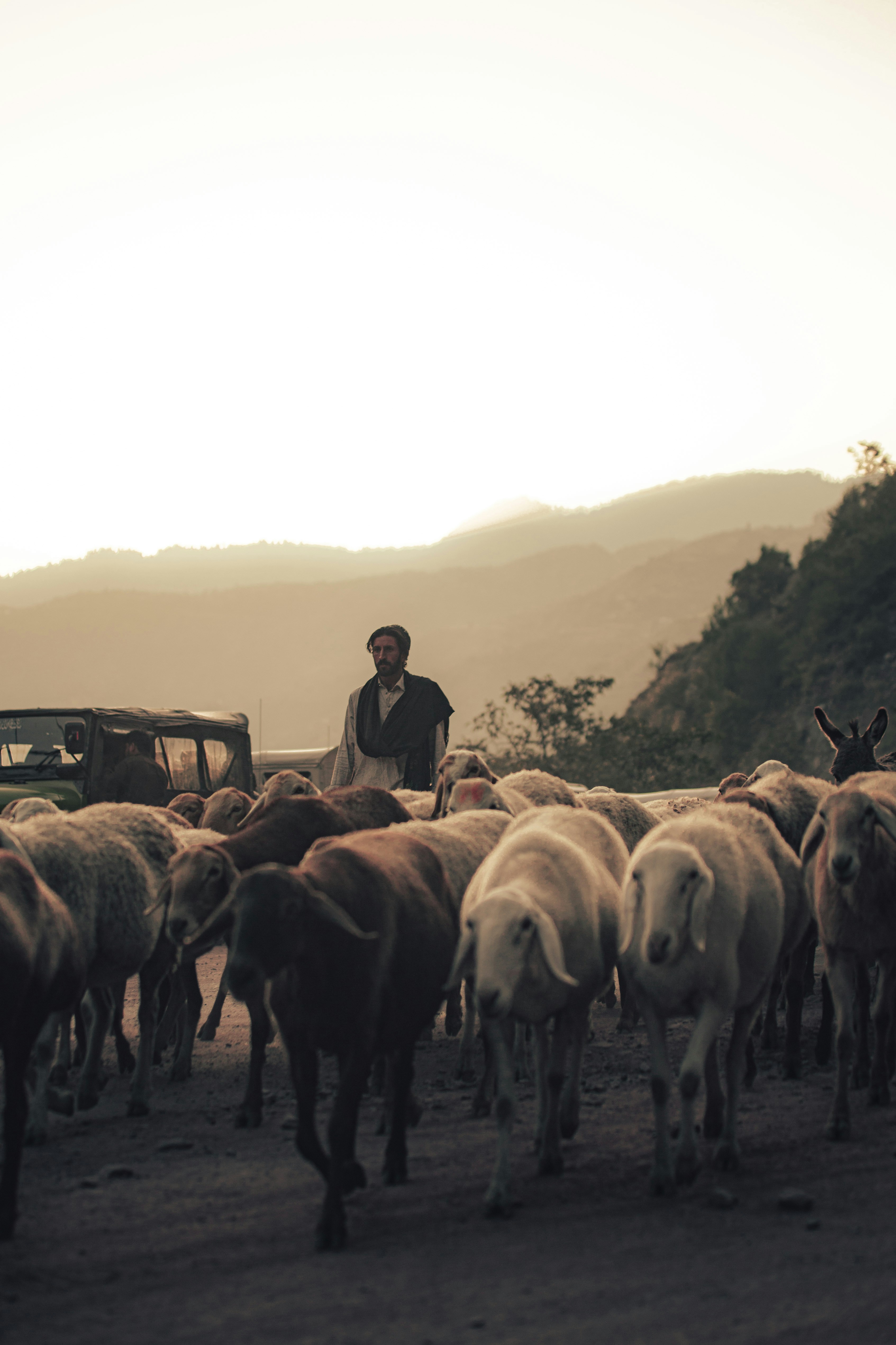 Dusk on the Hillside: The Shepherd Among a Woolen Sea