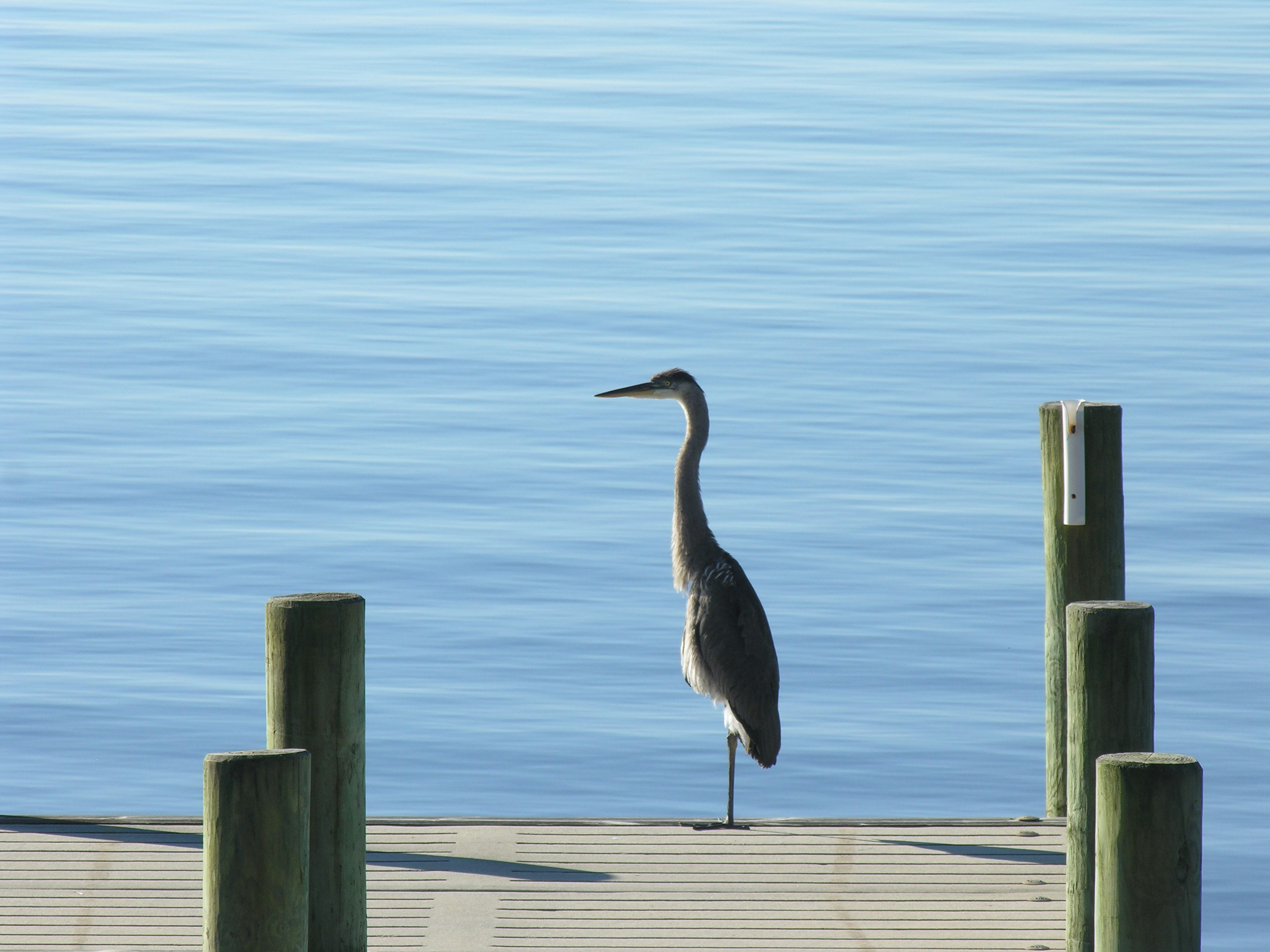 A great blue heron stands gracefully on a dock, framed by vertical wooden posts against a serene blue water backdrop.
