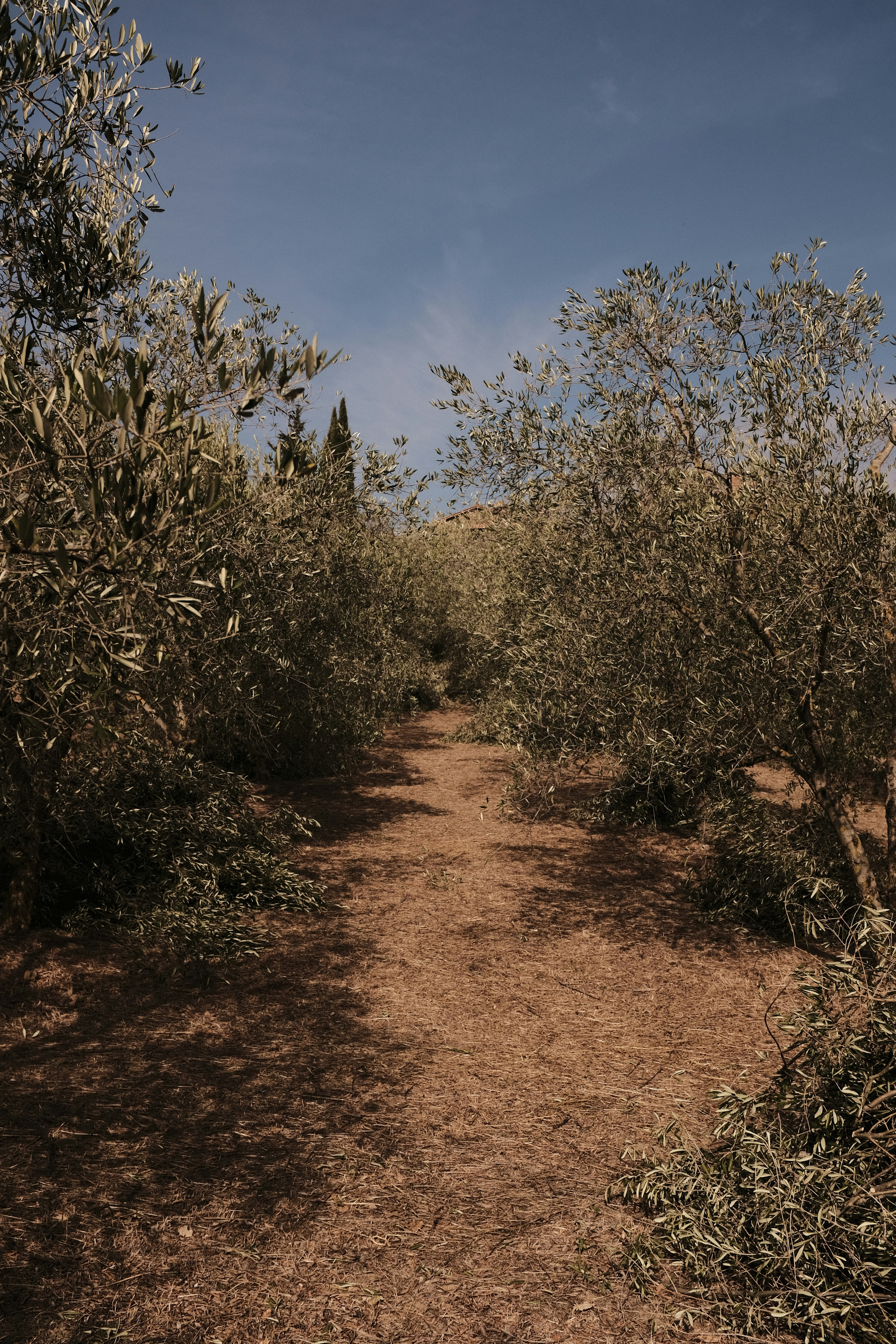 Olive grove in tuscany
