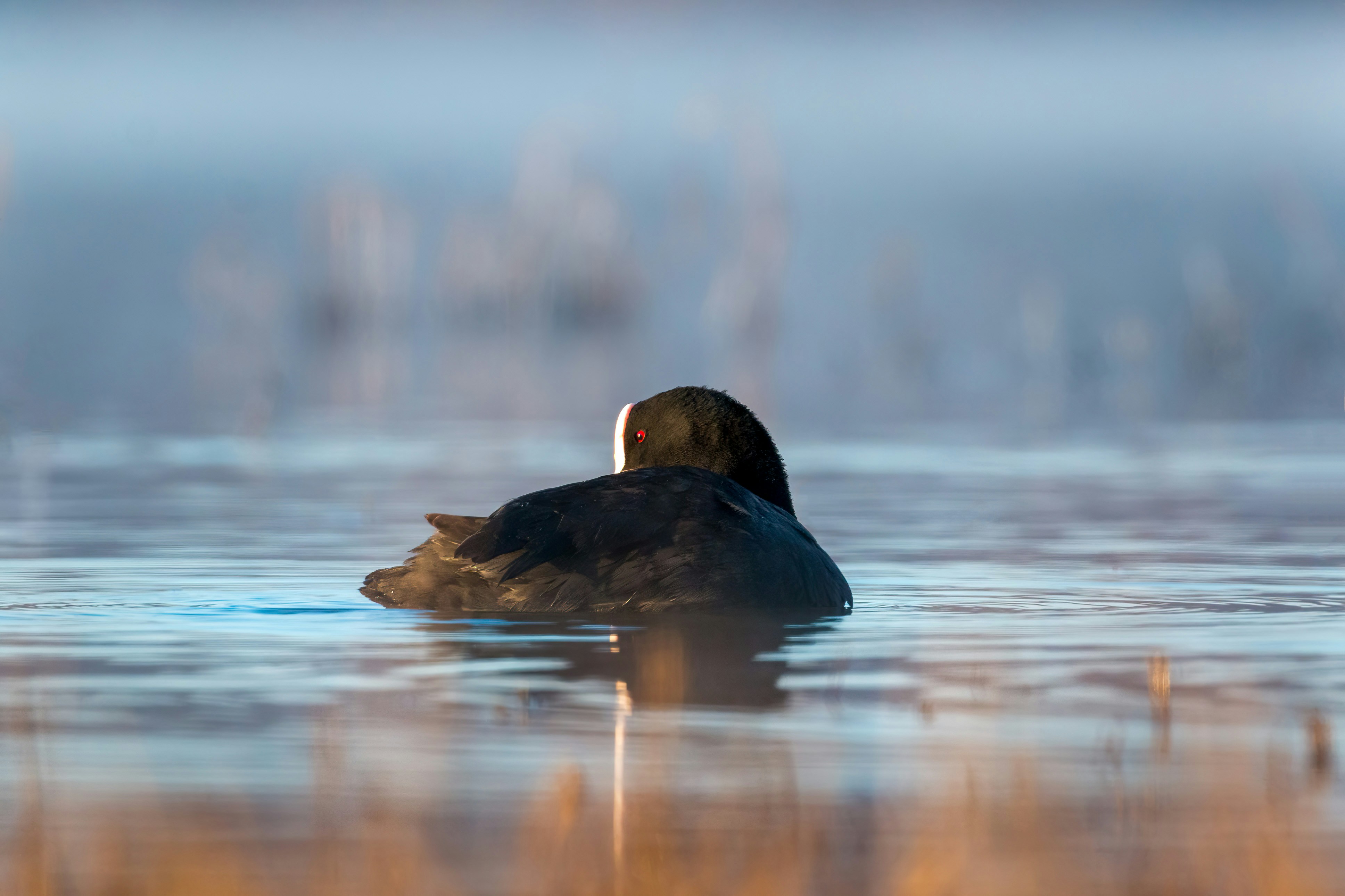 Un canard flottant au-dessus d’un plan d’eau photo – Photo Oiseau Gratuite sur Unsplash