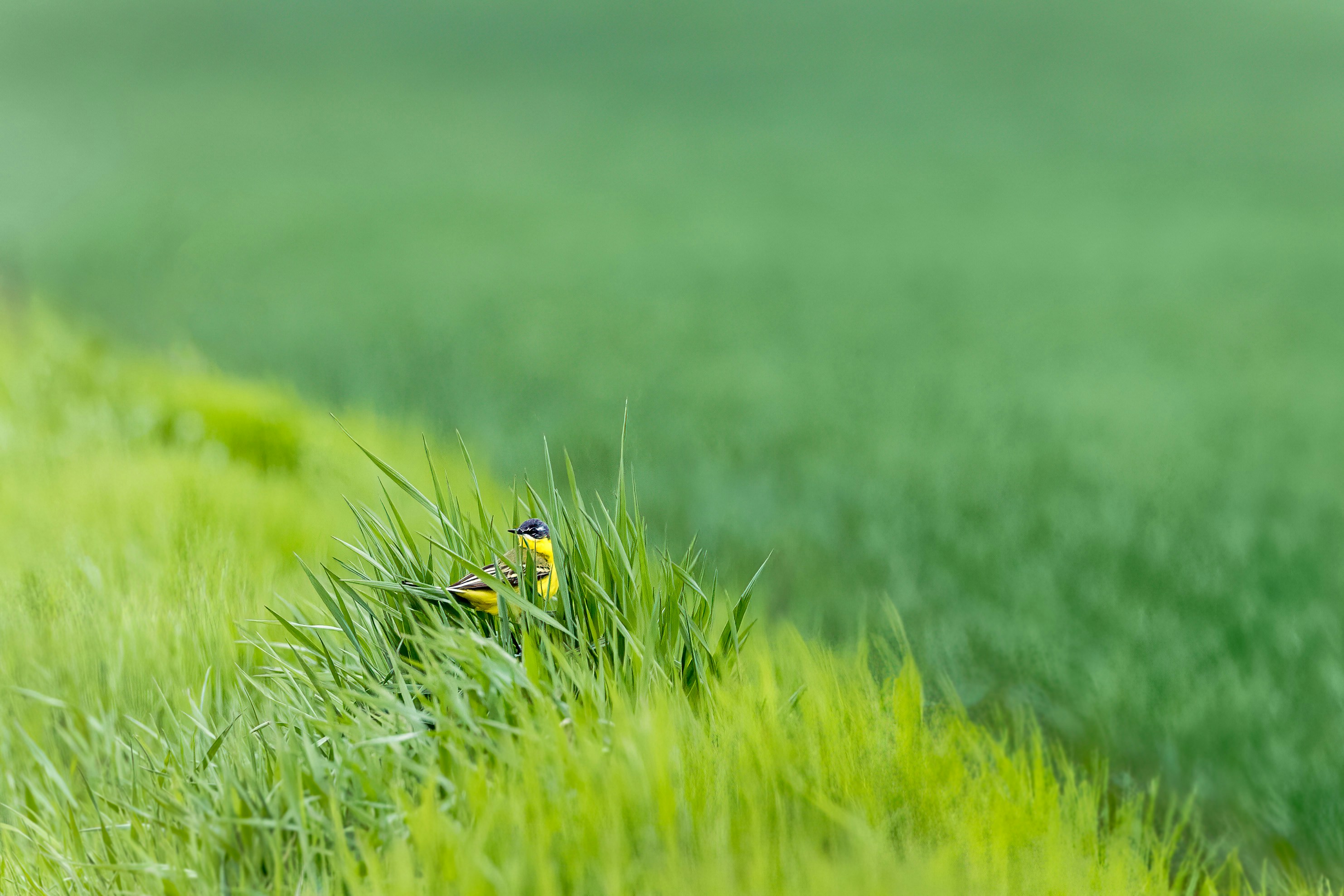 A vibrant yellow bird partially concealed in lush green grass, embodying the serene beauty of nature. The soft background enhances the focus on the bird's subtle colors.