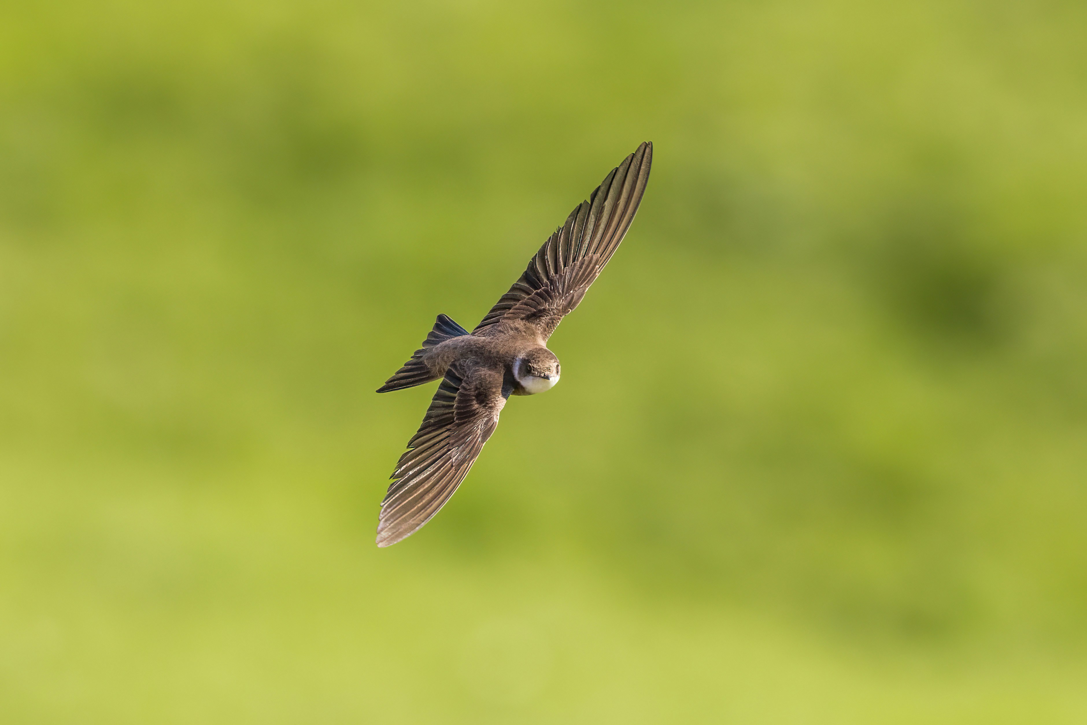 a bird flying in the air with a blurry background
