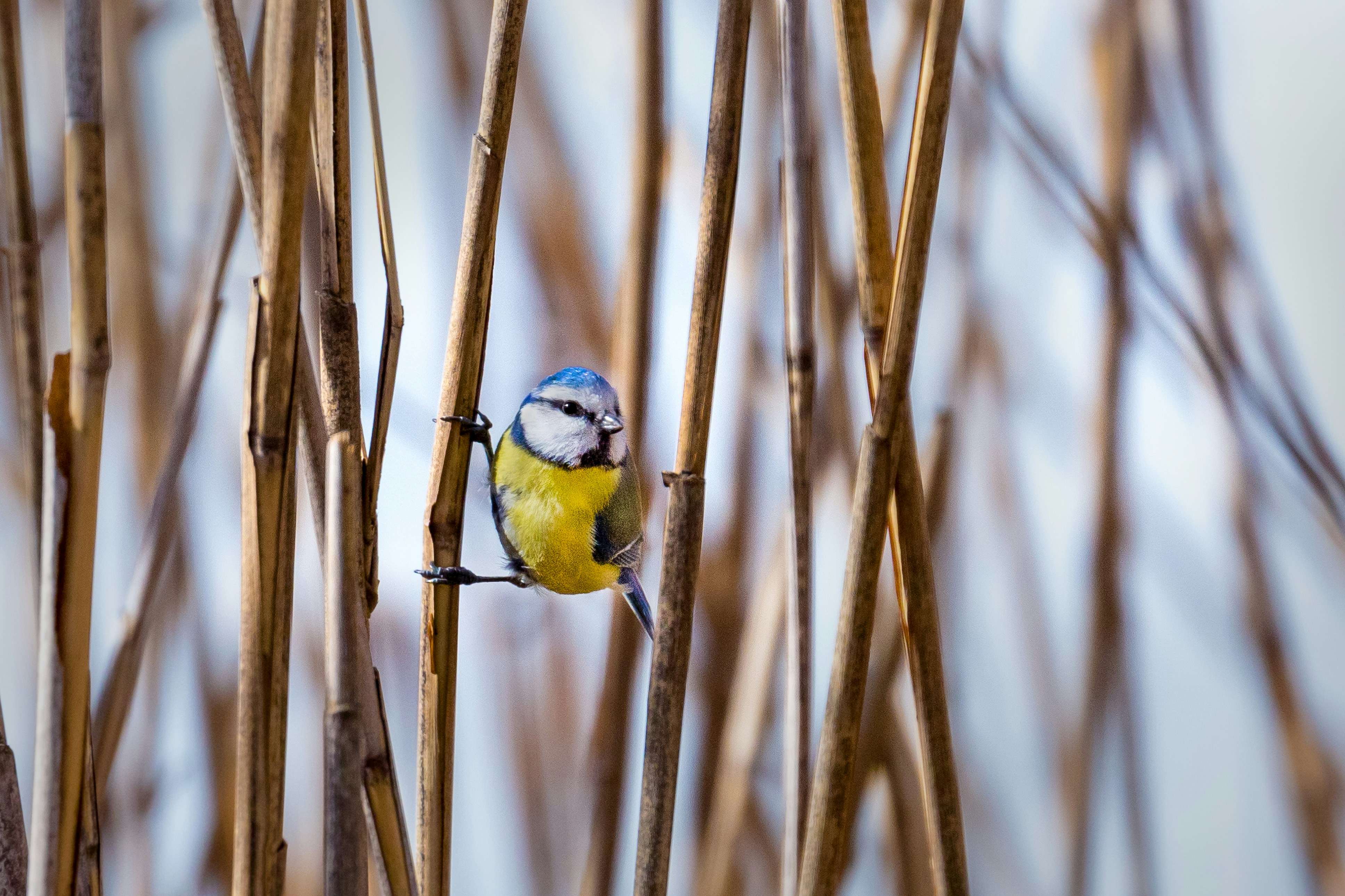 Blue Tit Among Winter Reeds: A Moment of Color in Quiet Habitat