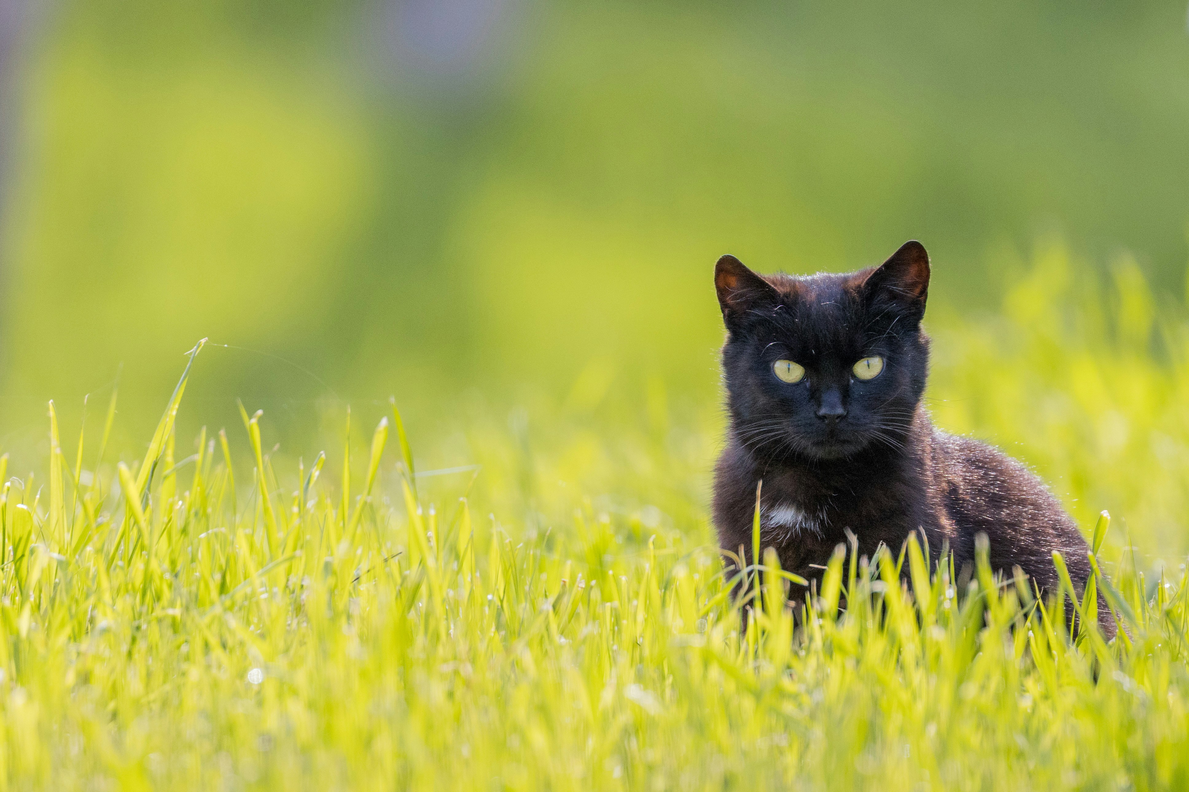 黒猫が草の中に座っているの写真 – Unsplashの写真の無料画像