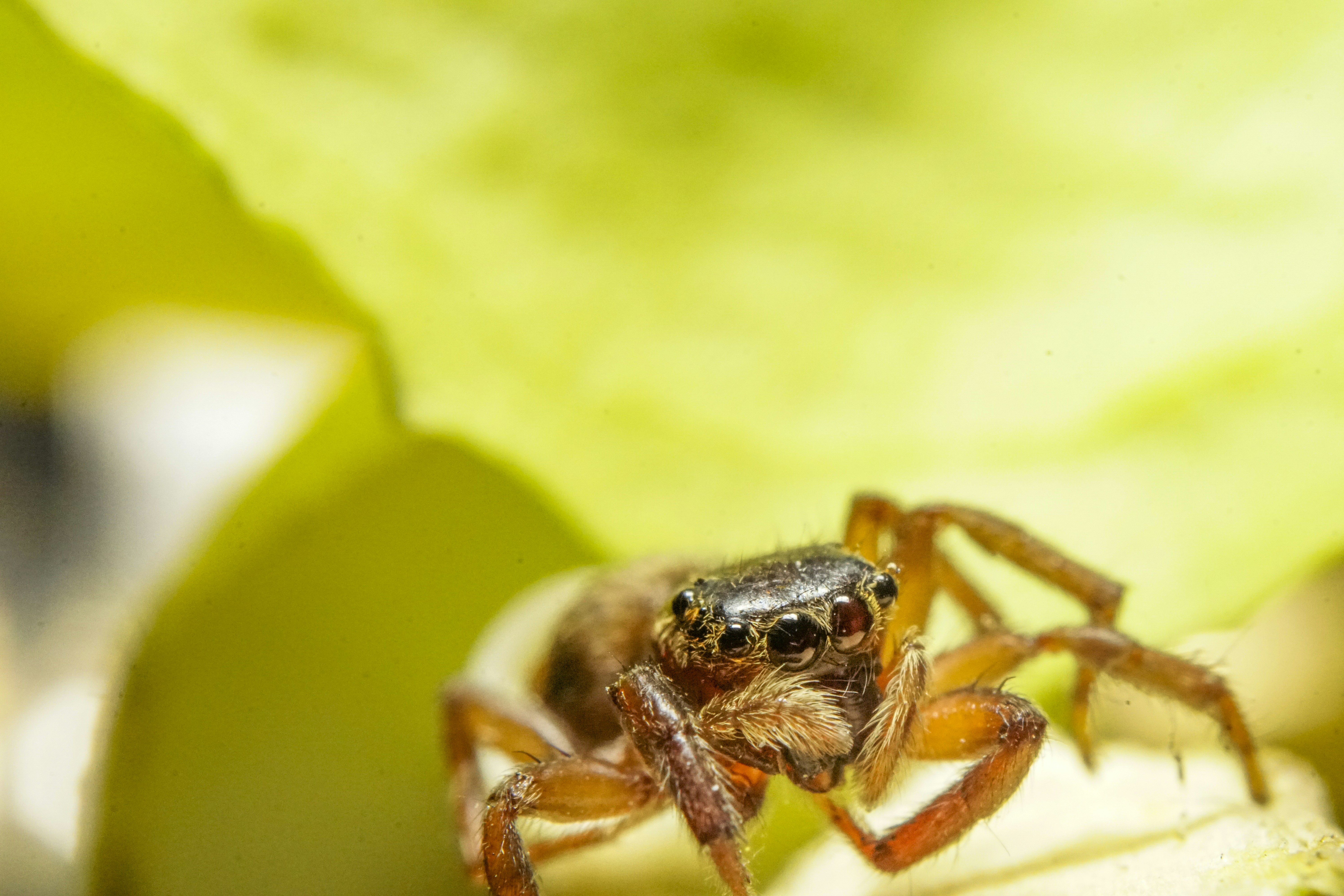 Crab Spider Spotlight: Vivid Macro Amid Leafy Green Backdrop