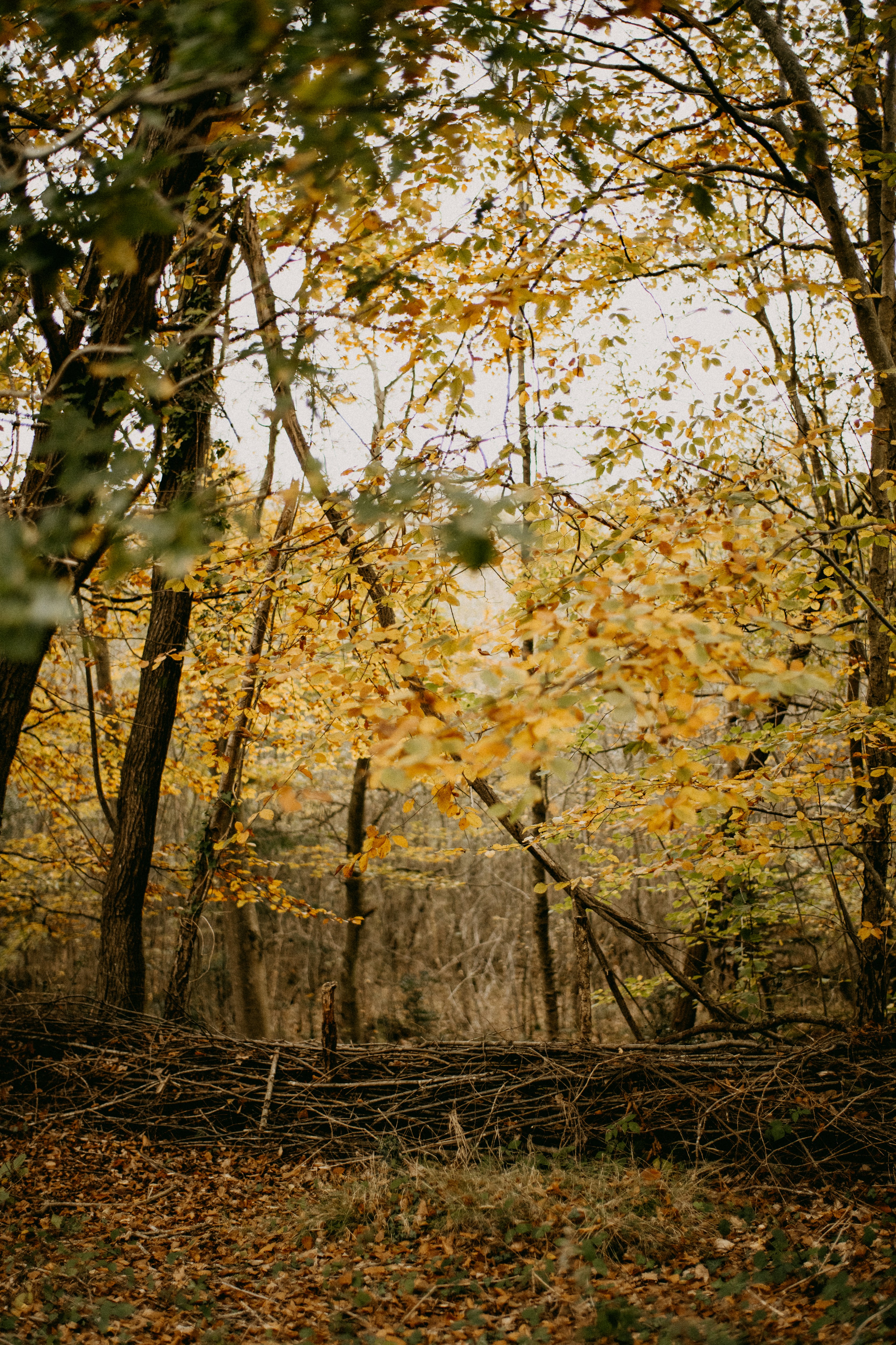 A forest filled with lots of trees covered in yellow leaves photo ...