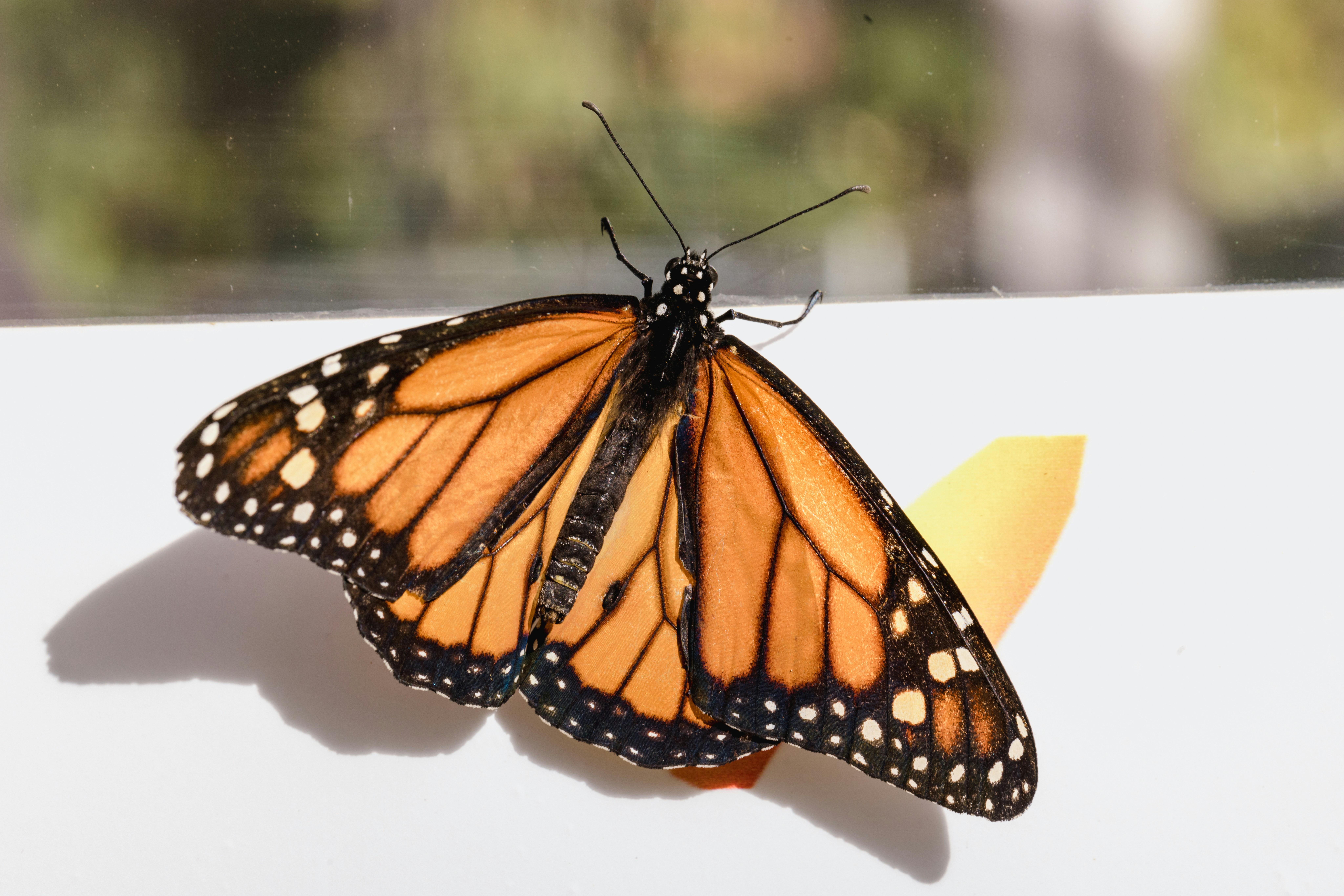 Gros plan d’un papillon sur un fruit photo – Image gratuite de Animal ...