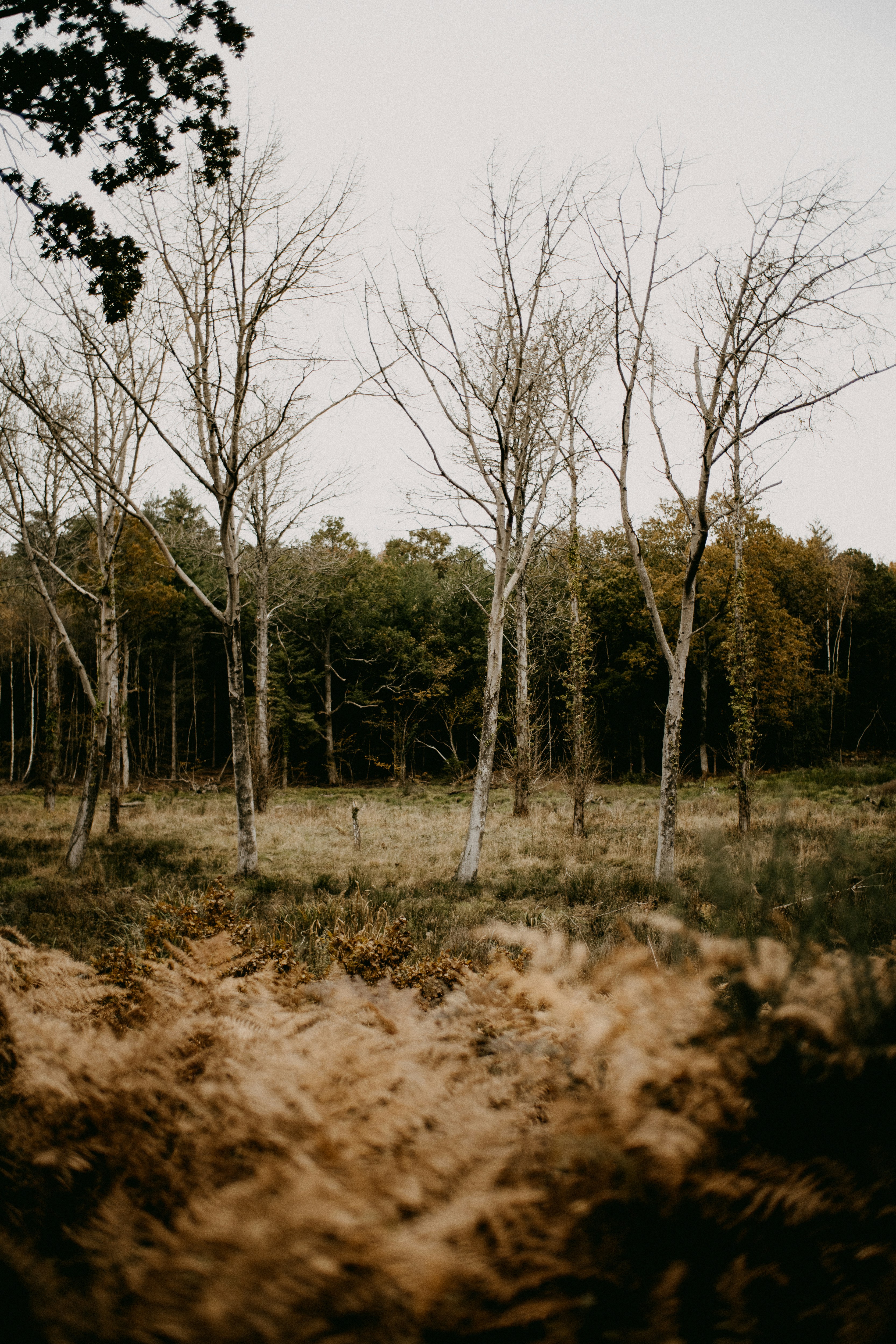 Barren trees stand tall amidst a lush forest backdrop, capturing the transition of seasons. Ferns in the foreground add texture and depth.