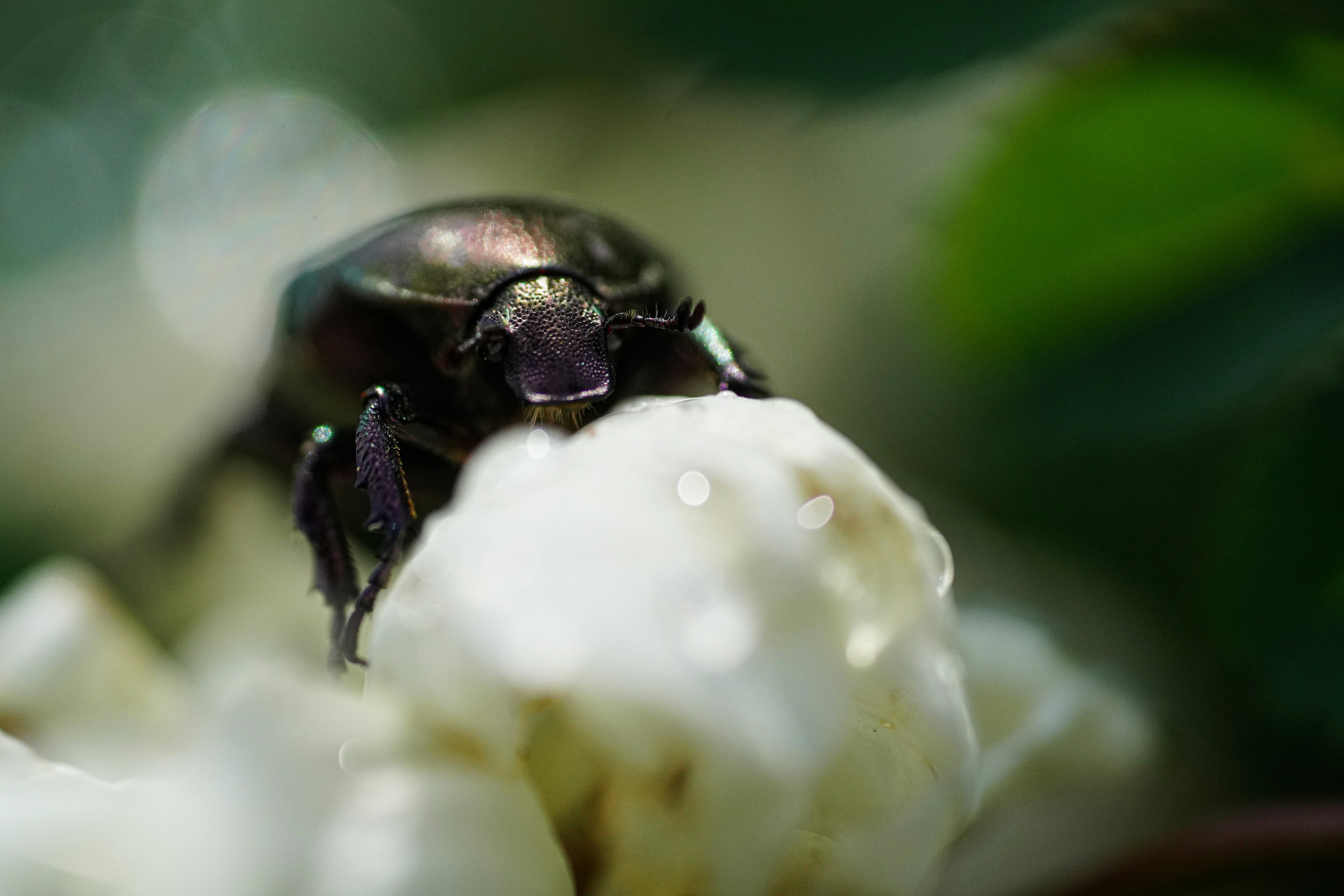 Macro Encounter: Dark Beetle on a Cream Bloom