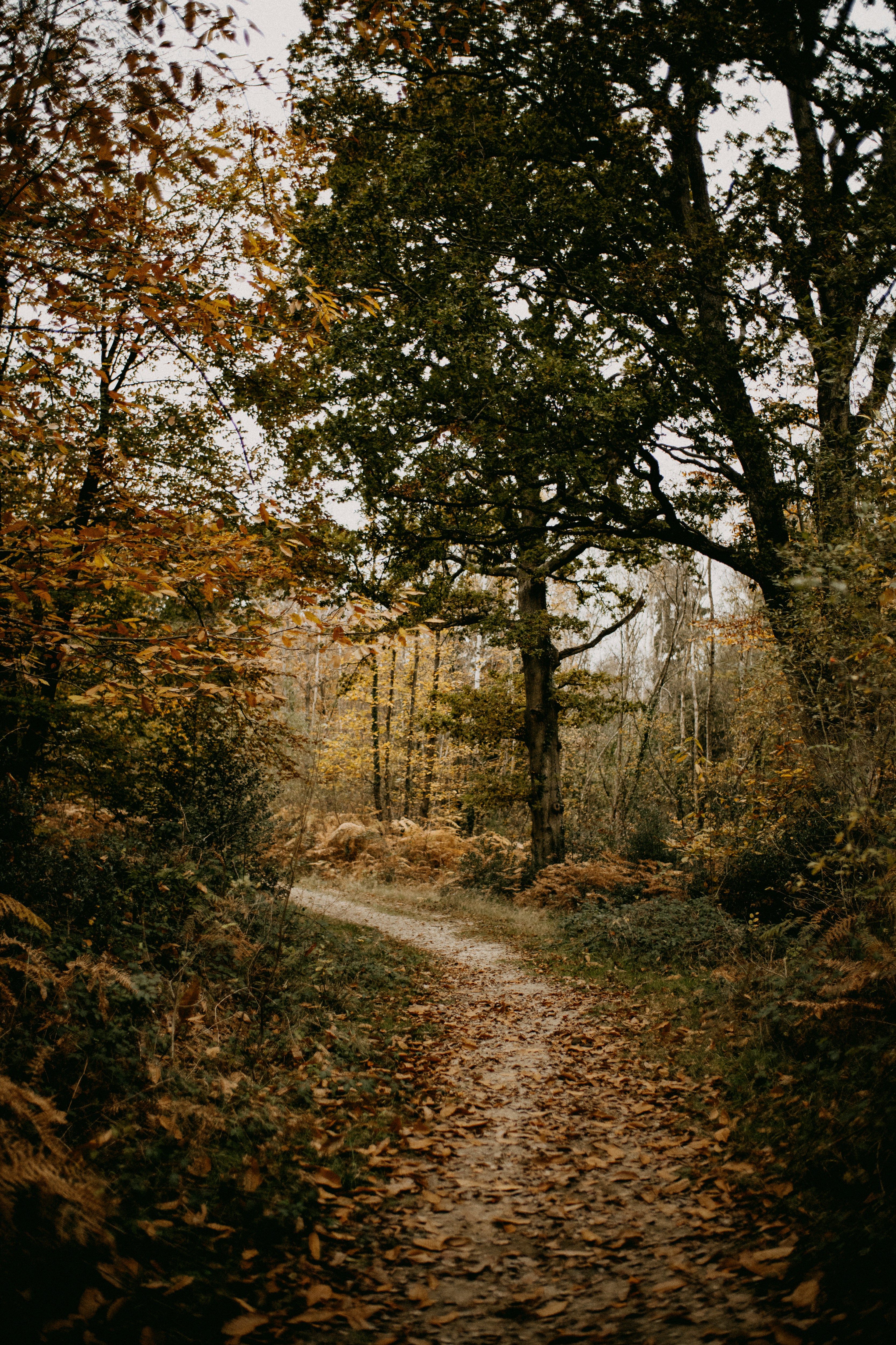 A winding path through a forest adorned with autumn foliage, showcasing vibrant orange and yellow leaves. The tranquil scene invites exploration.