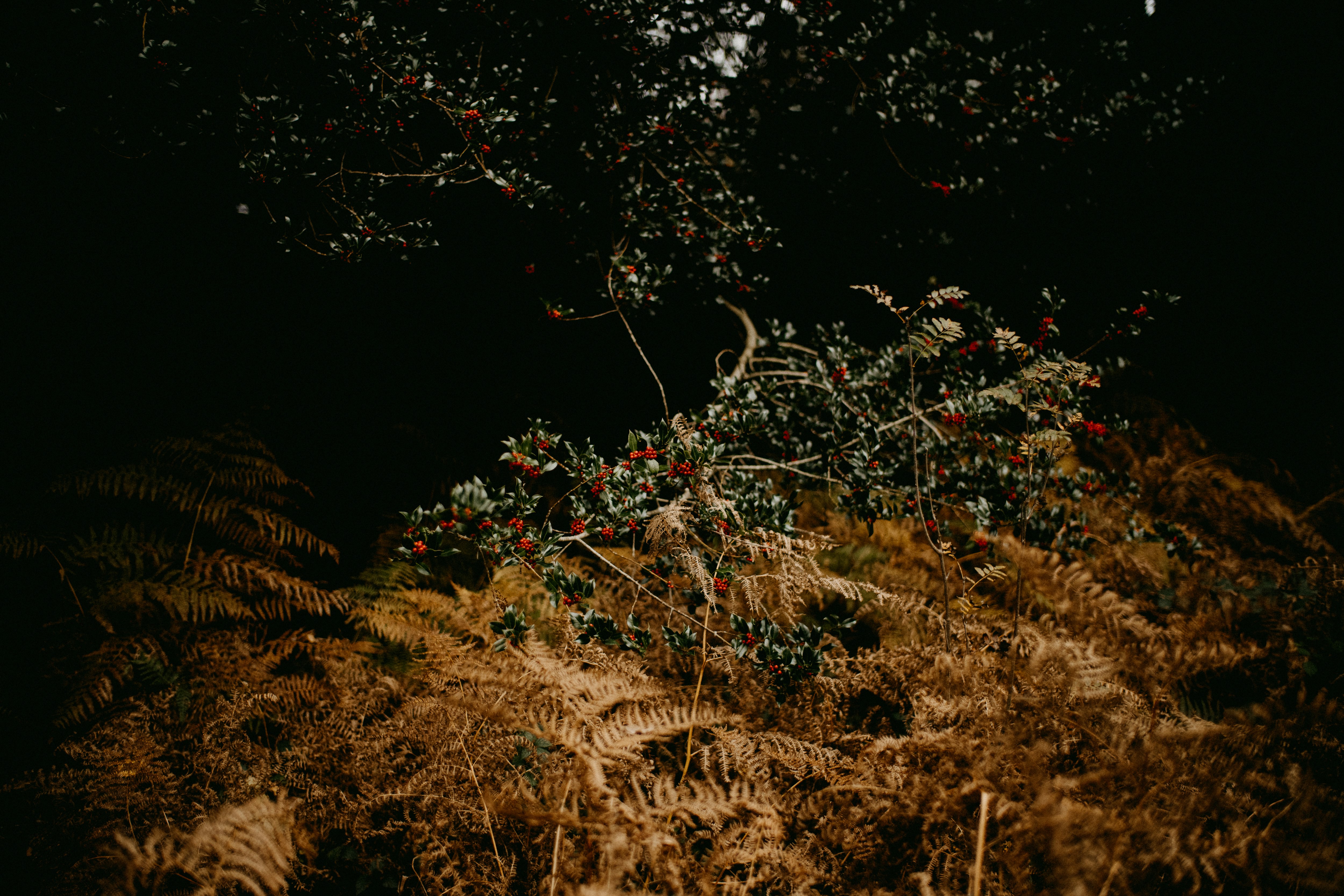 Fireworks in the grass photo – Free Autumn Image on Unsplash