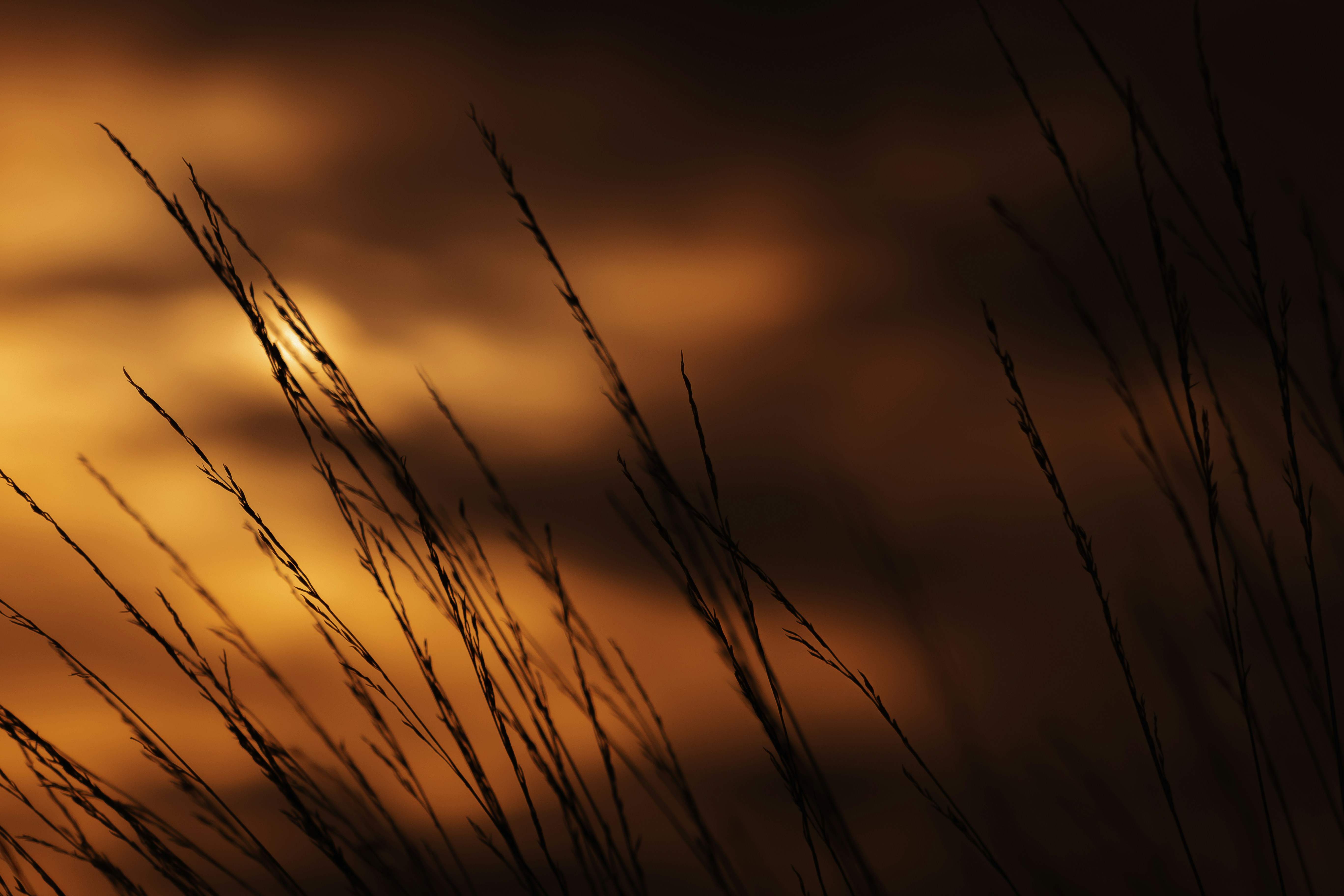 Delicate grass blades silhouetted against a warm, glowing sky during sunset. The interplay of light and shadow creates a serene atmosphere.