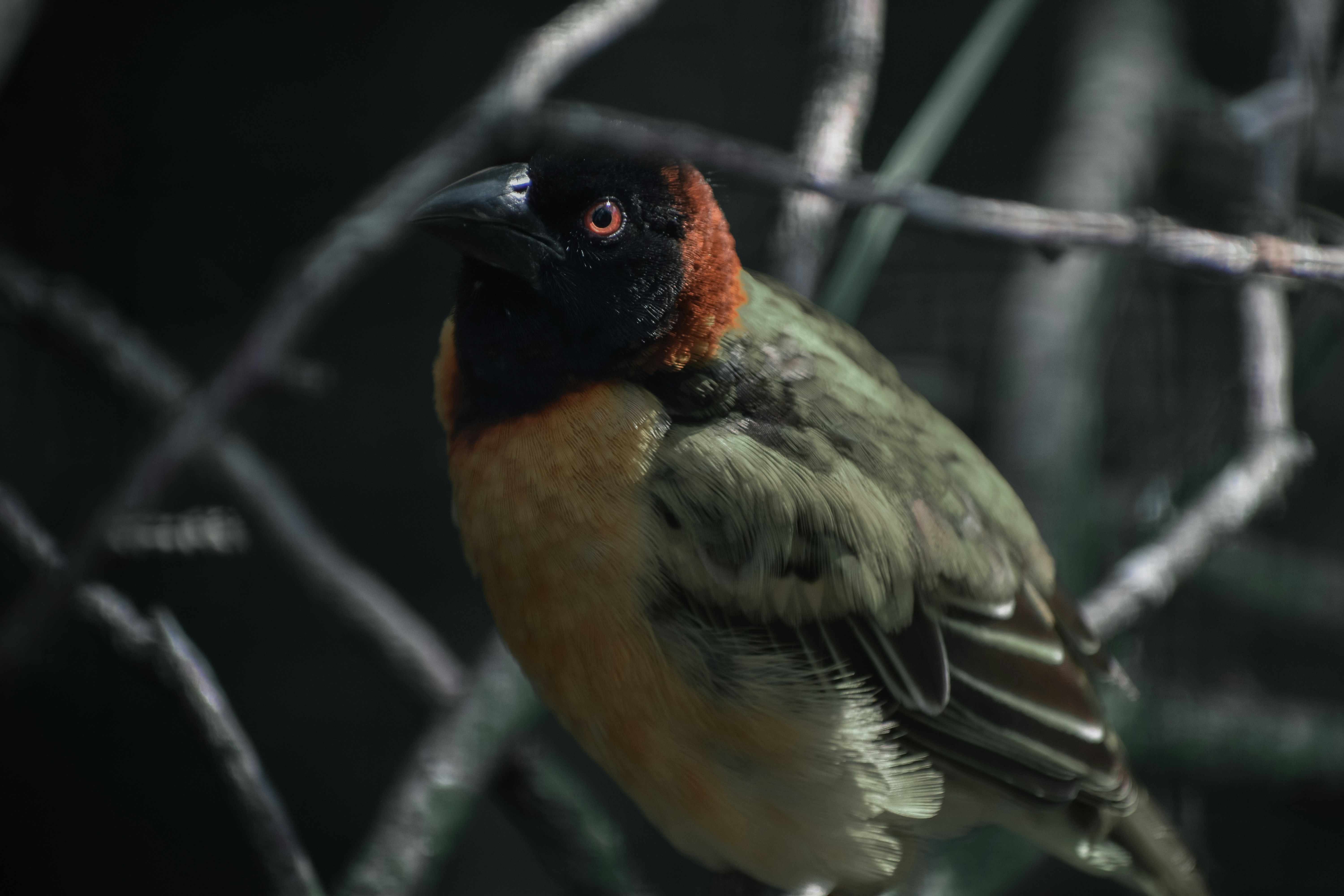 A close-up of a bird with a striking black and orange plumage, perched among dark branches. The intricate details of its feathers and piercing eyes draw attention.
