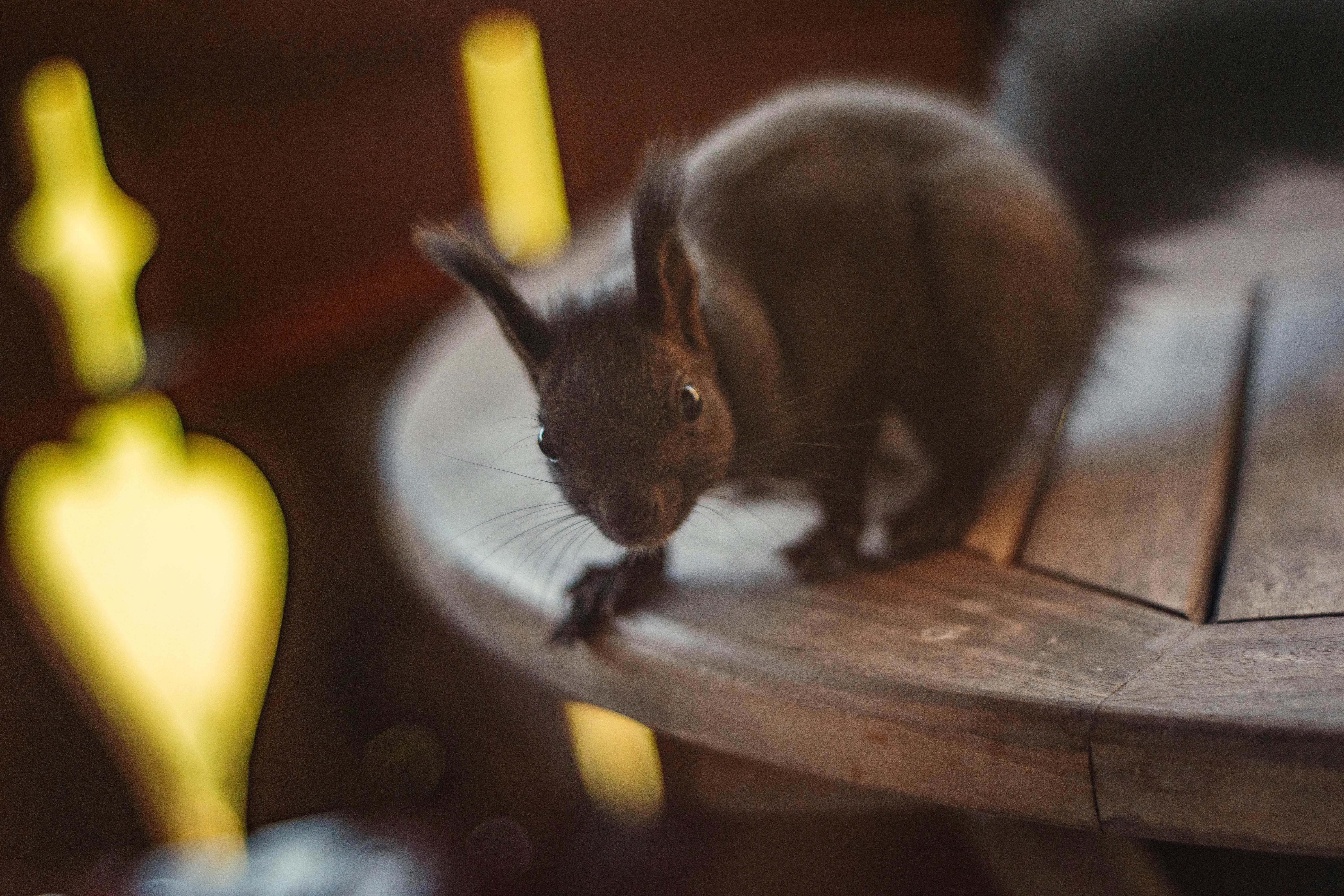 Whiskers in Candlelight: A Squirrel at the Edge of the Table