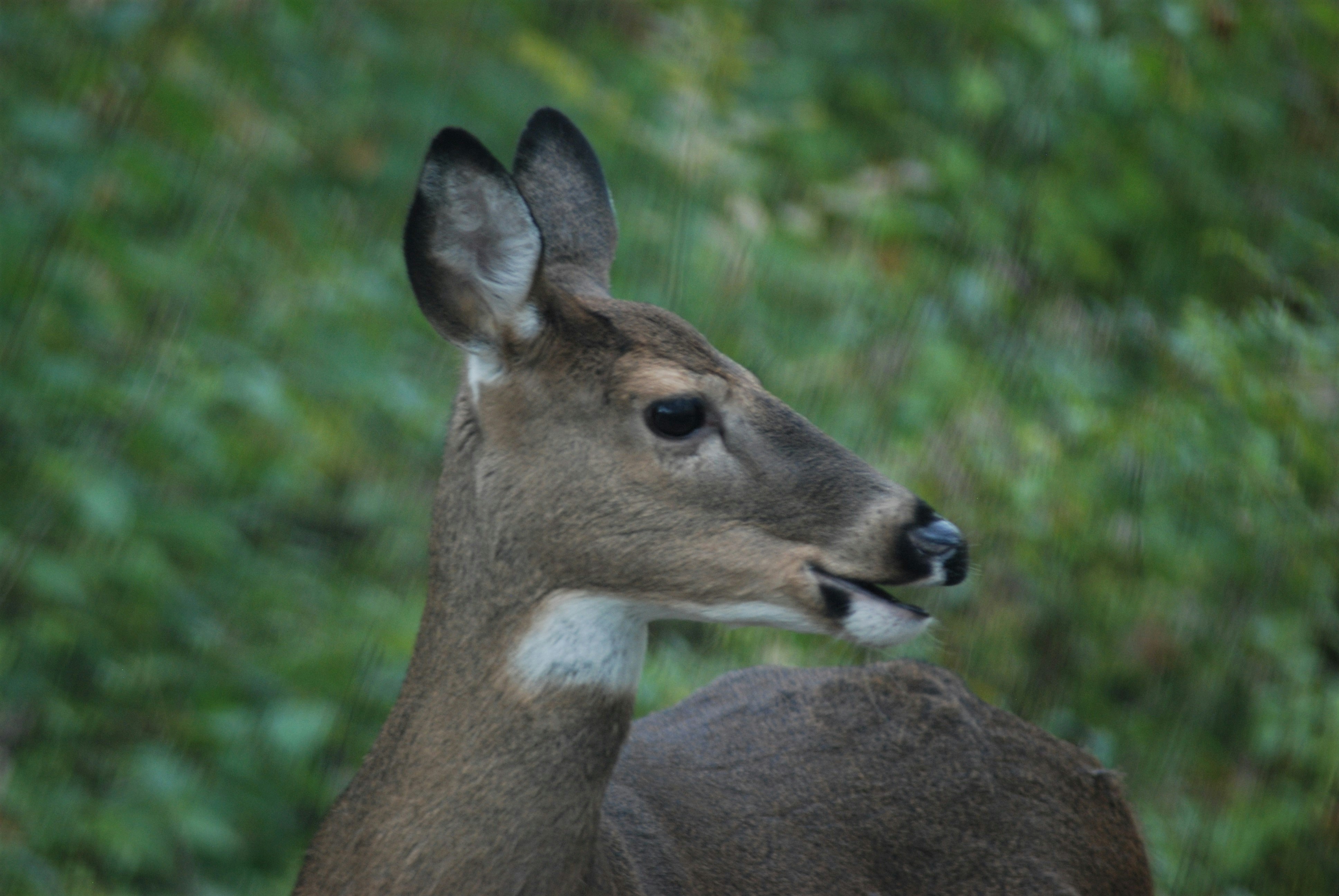 Buck And Doe Heart Wallpaper