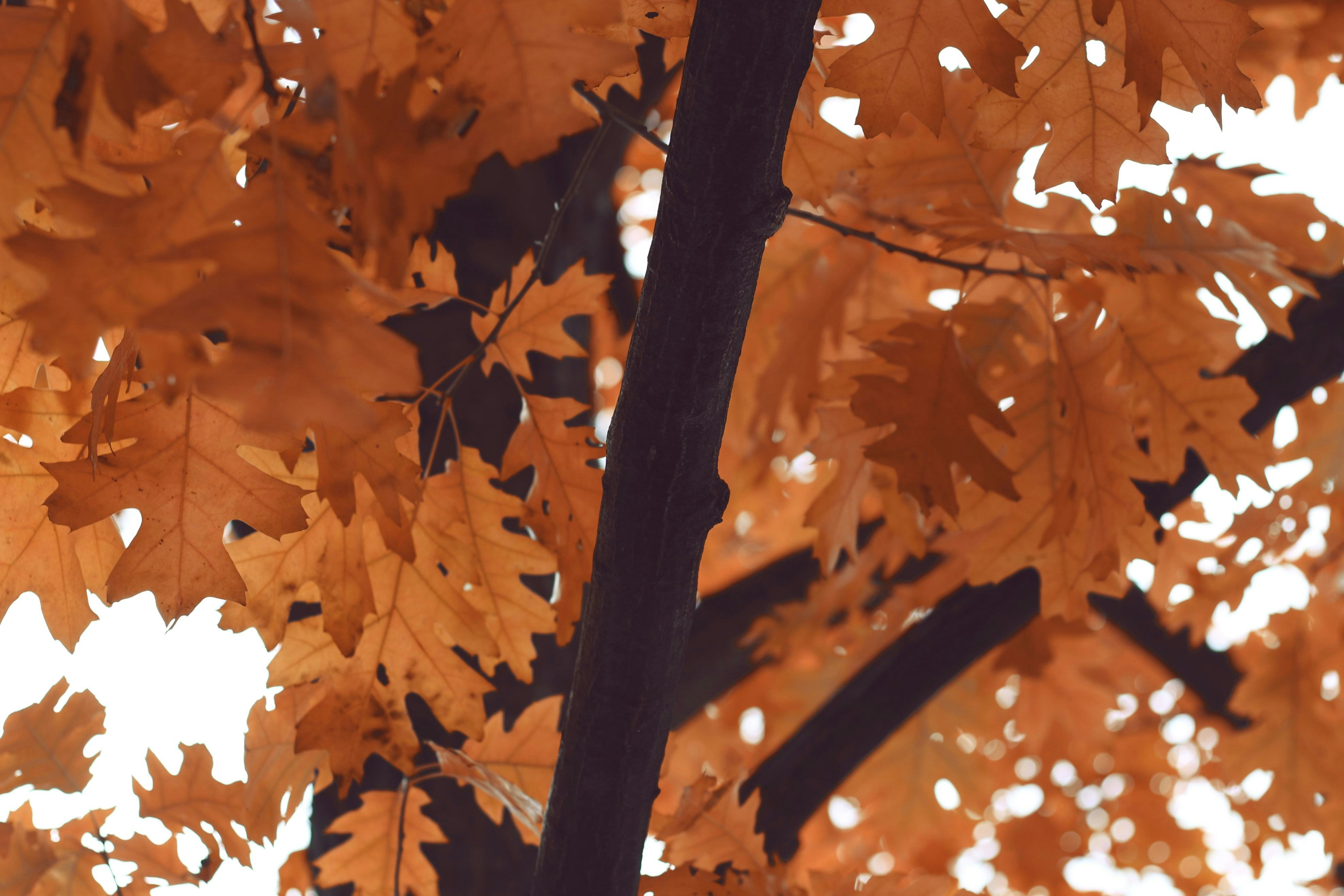 Autumn Timber: Close-up of Burning Orange Leaves and Dark Bark