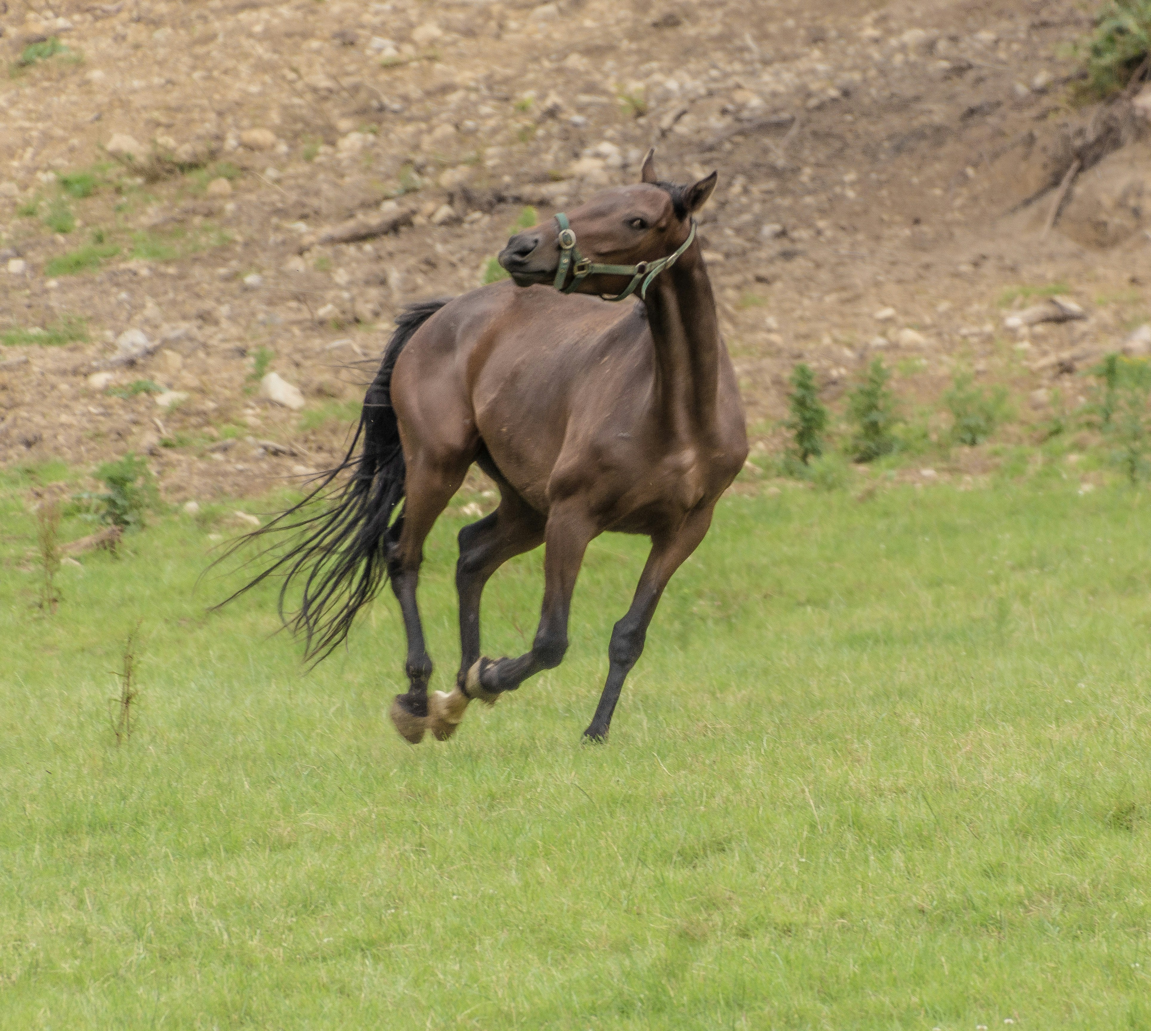 Gallop Pictures | Download Free Images on Unsplash