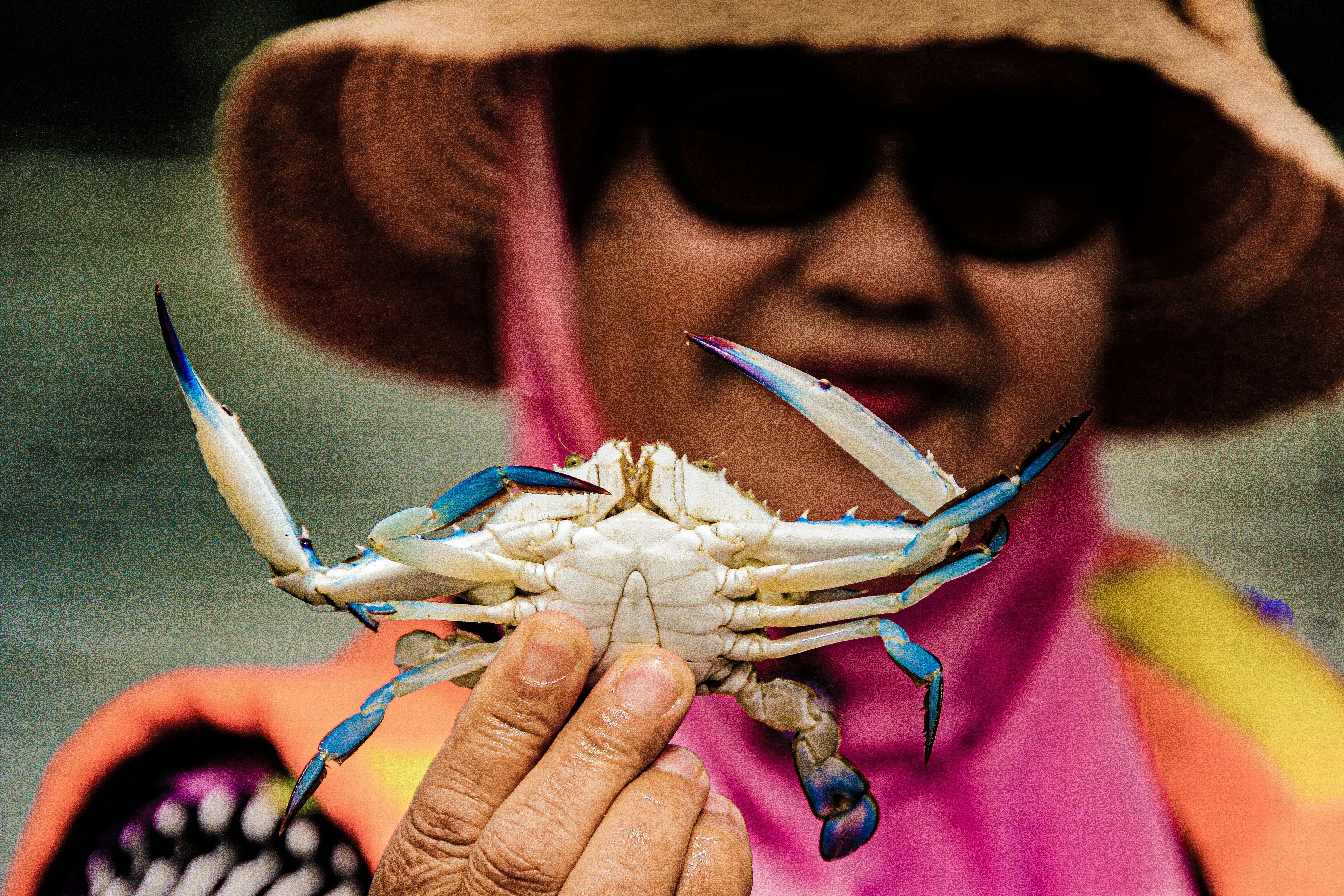 A close up of a person holding a crab photo – Free Crab Image on Unsplash