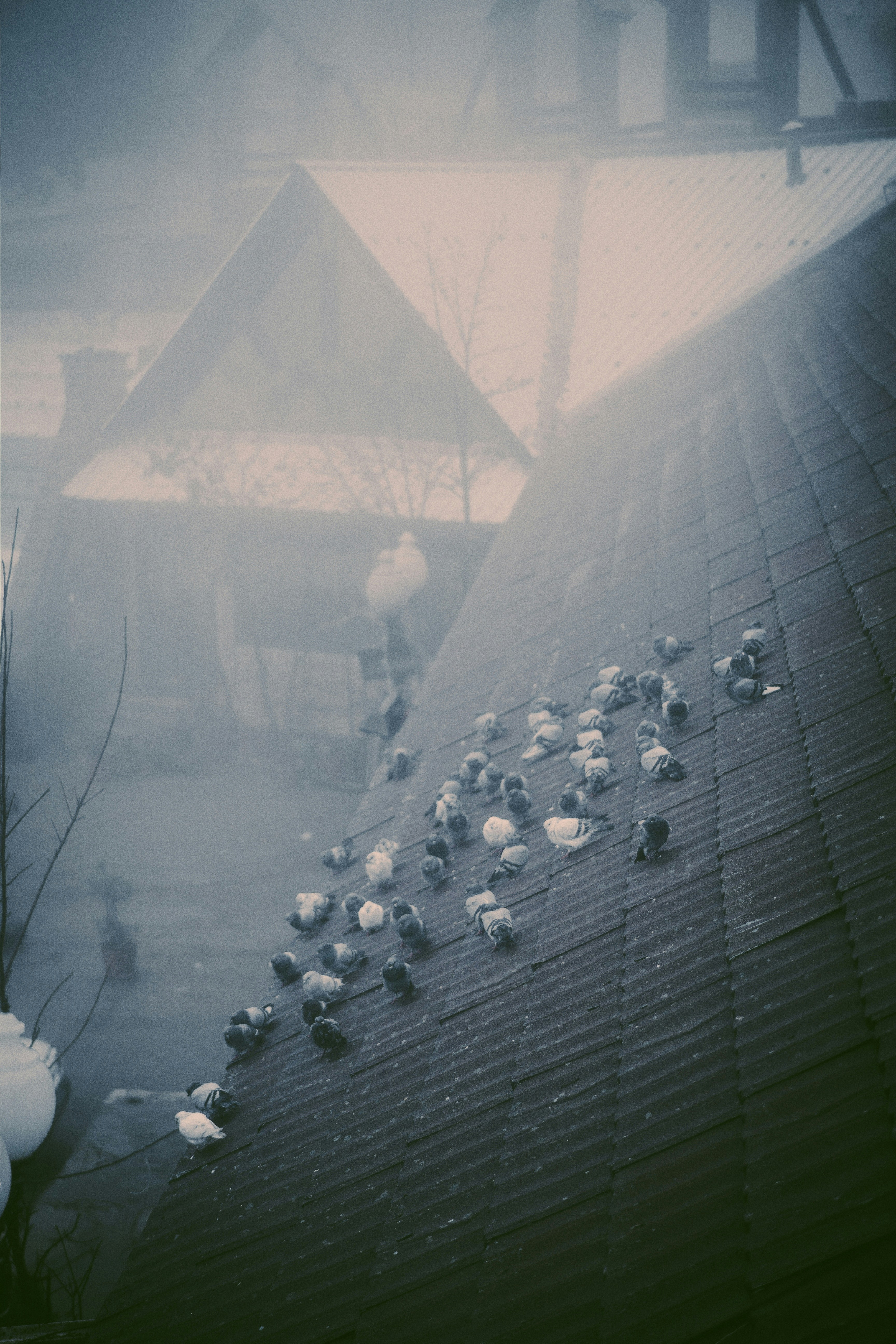 Birds on a Sloped Rooftop in Mist