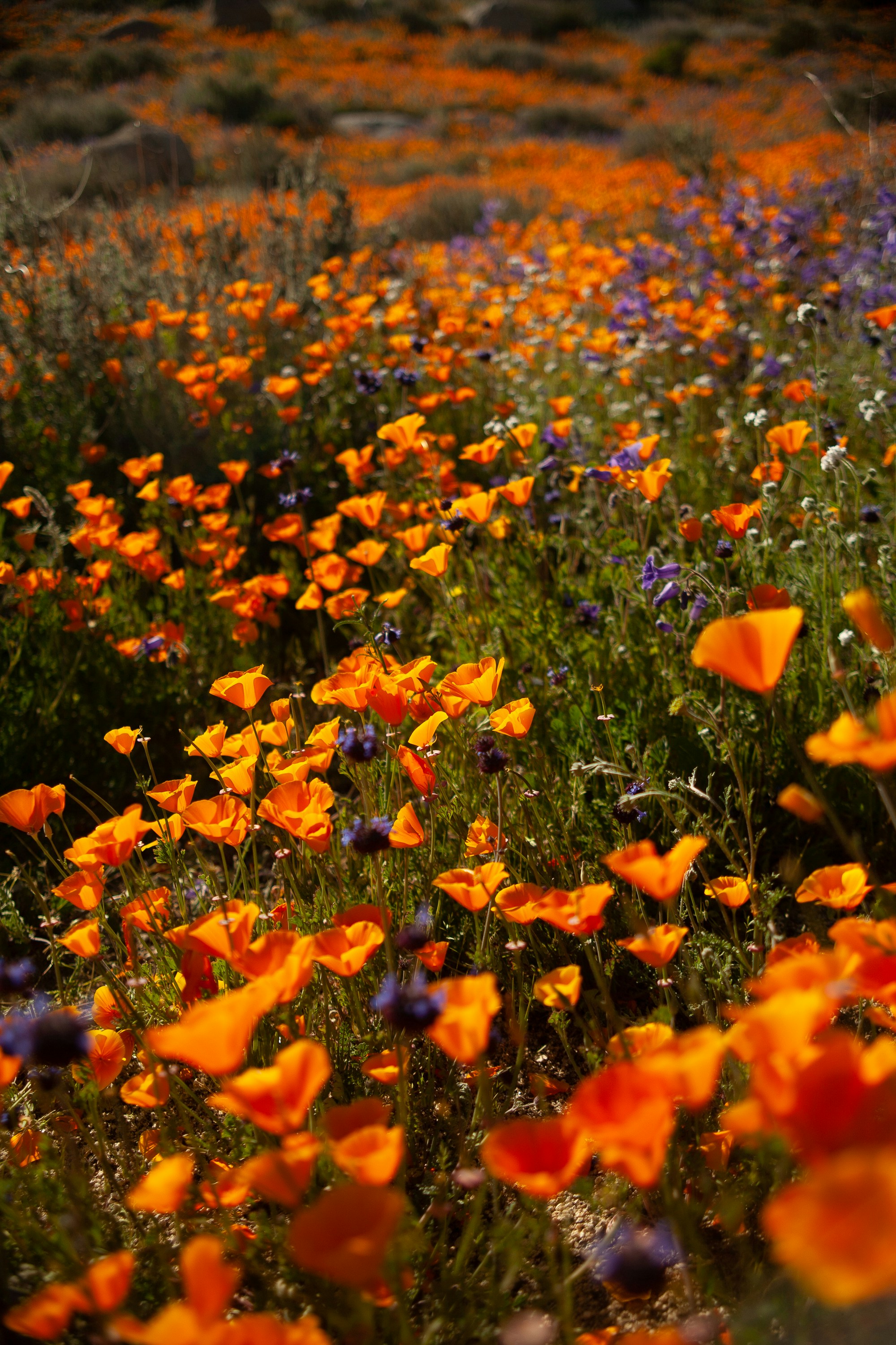 Field Of Orange Flowers