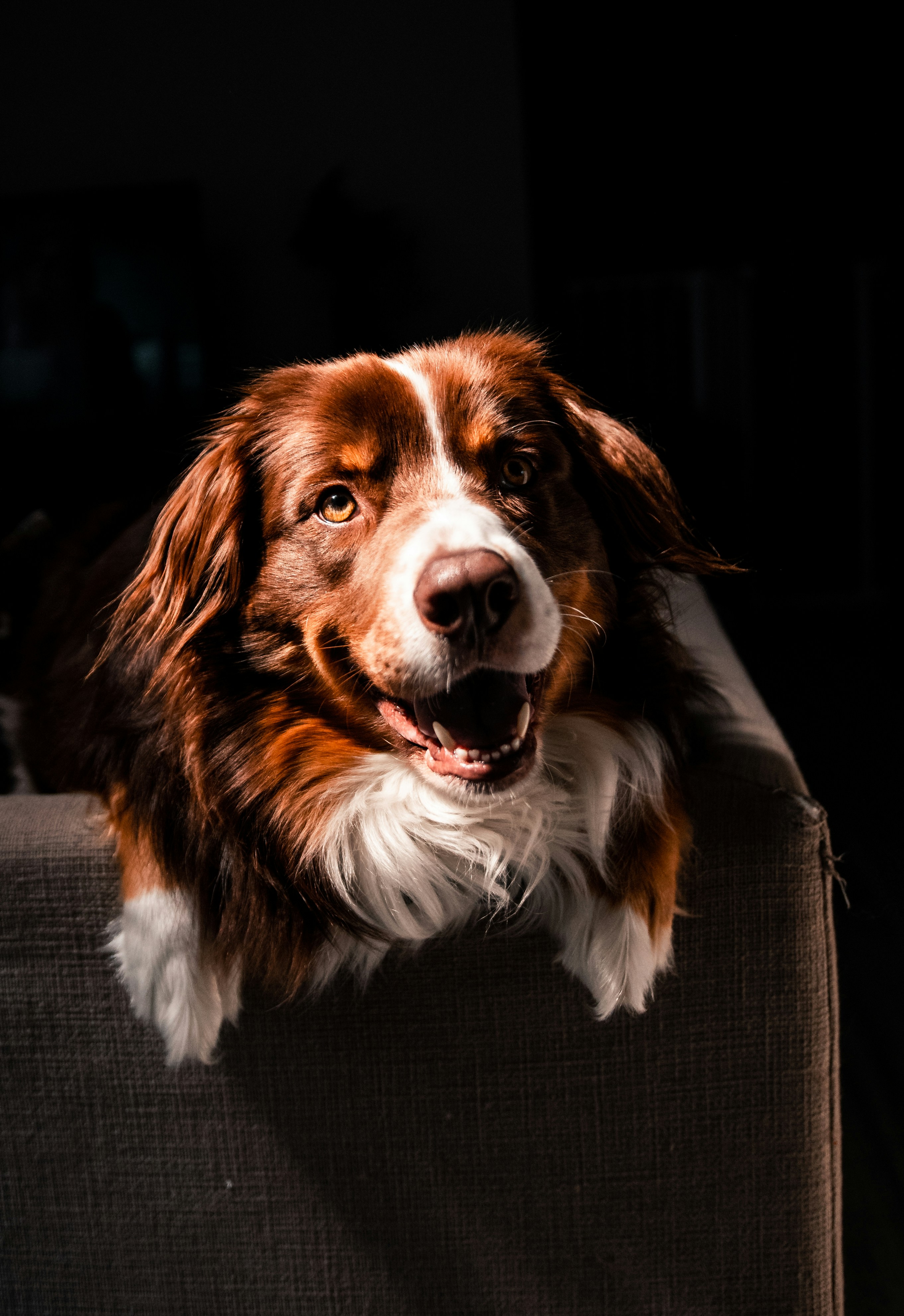 A cheerful dog lounges on a couch, basking in soft light that highlights its expressive features and warm fur. The background fades into shadow, emphasizing the dog's joyful demeanor.