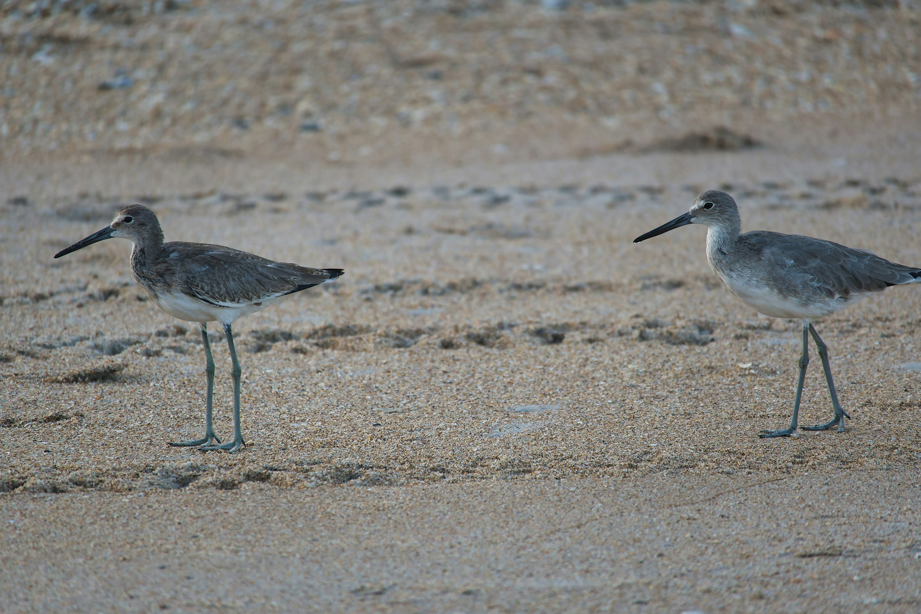 Twin Shorebirds on a Damp Beach, Exploring the Tidal Edge
