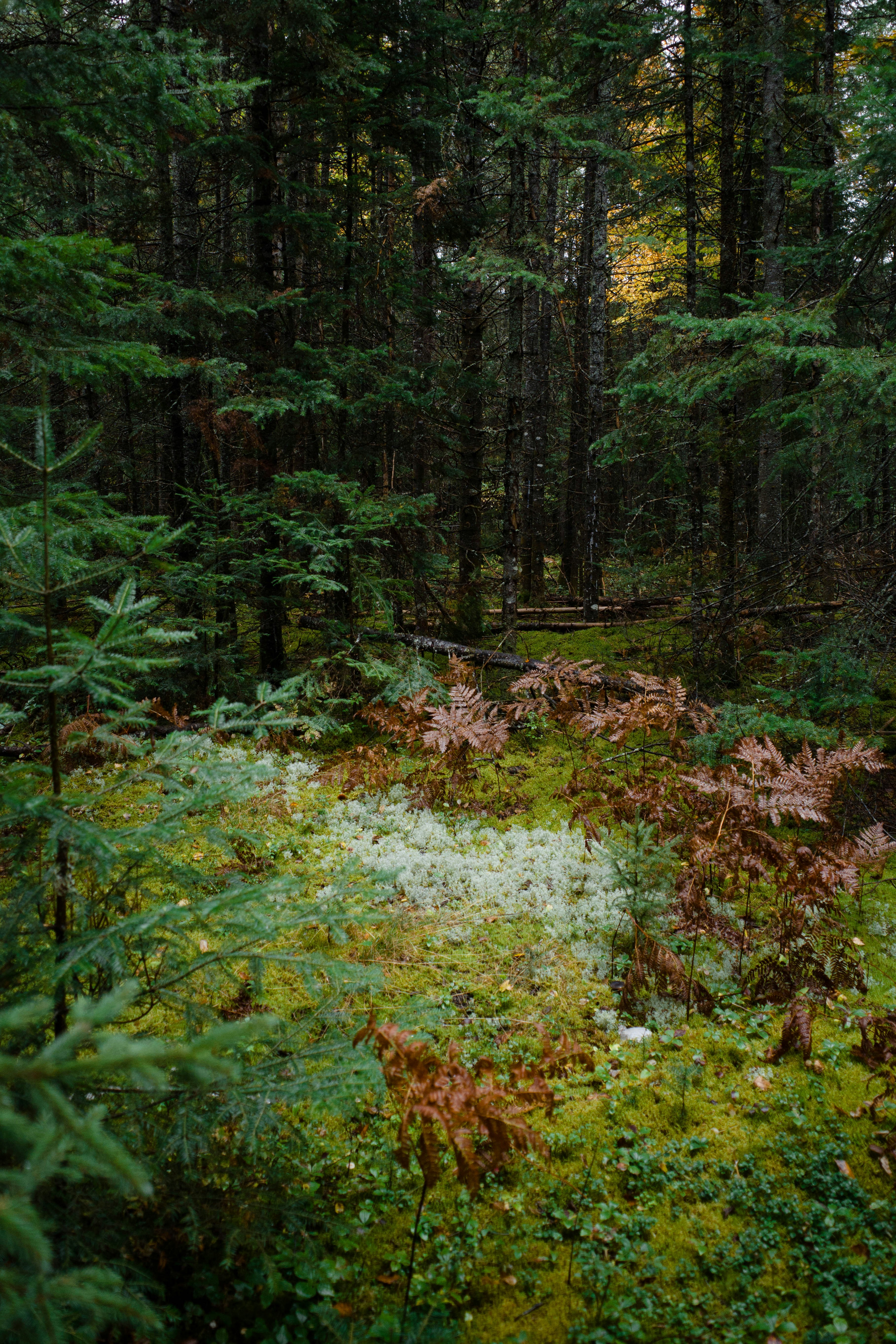 Dappled Understory: Moss, Ferns, and Pale Lichen in a Quiet Pine Forest