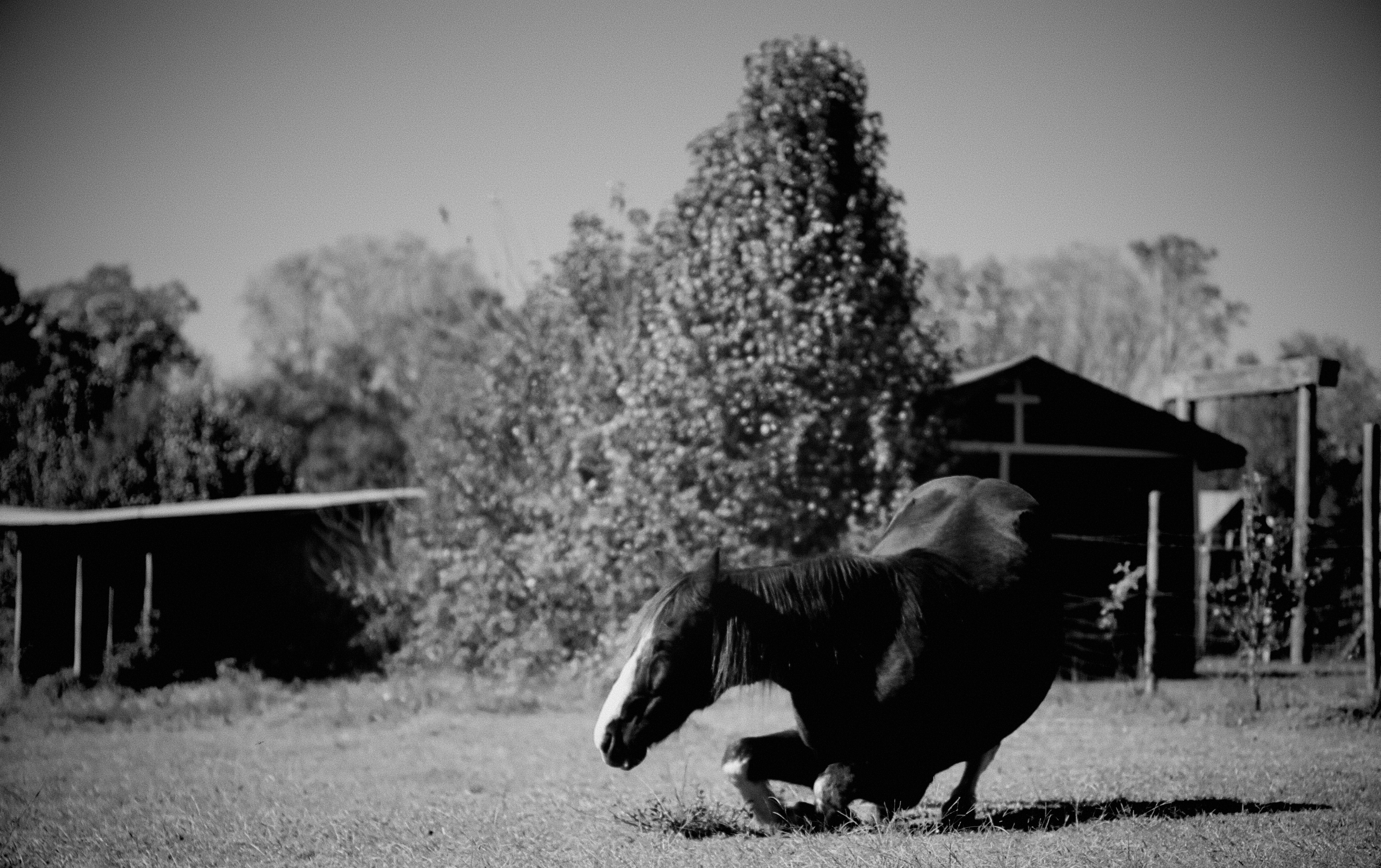 A black horse playfully galloping across a sunlit pasture, framed by lush greenery and rustic structures in the background.