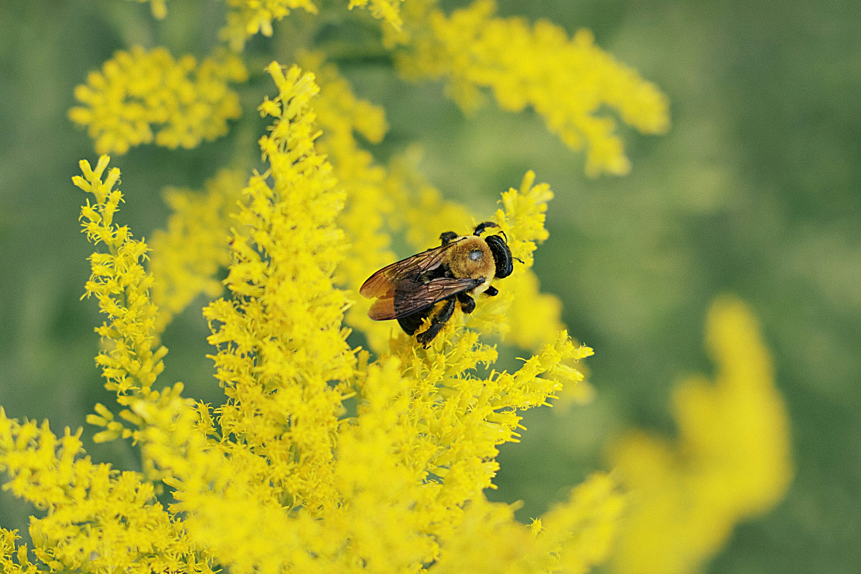 Goldenrod Focus: A Bee Pauses on a Sunlit Spike