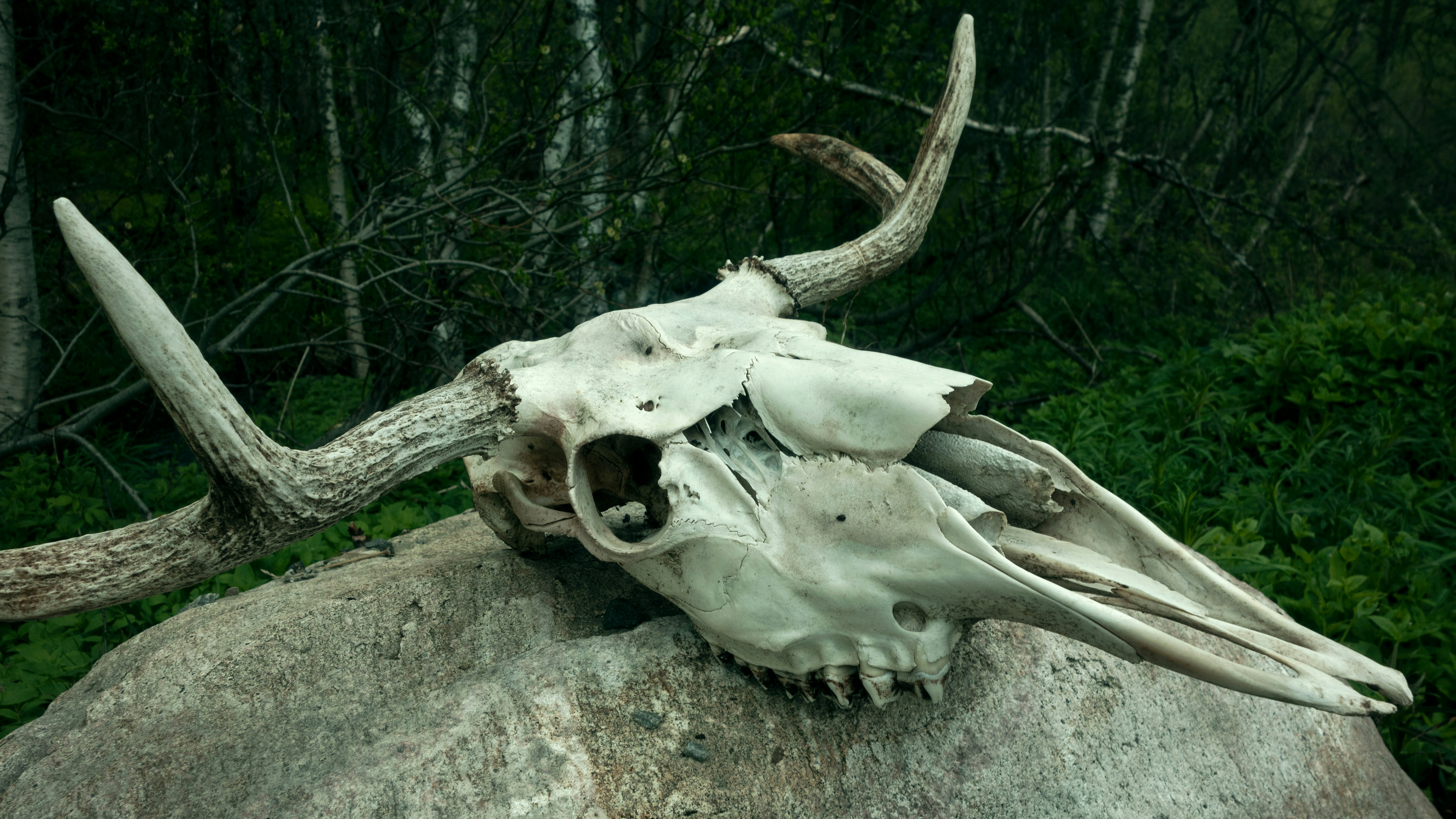 A large animal skull sitting on top of a rock photo – Free Deer Image ...