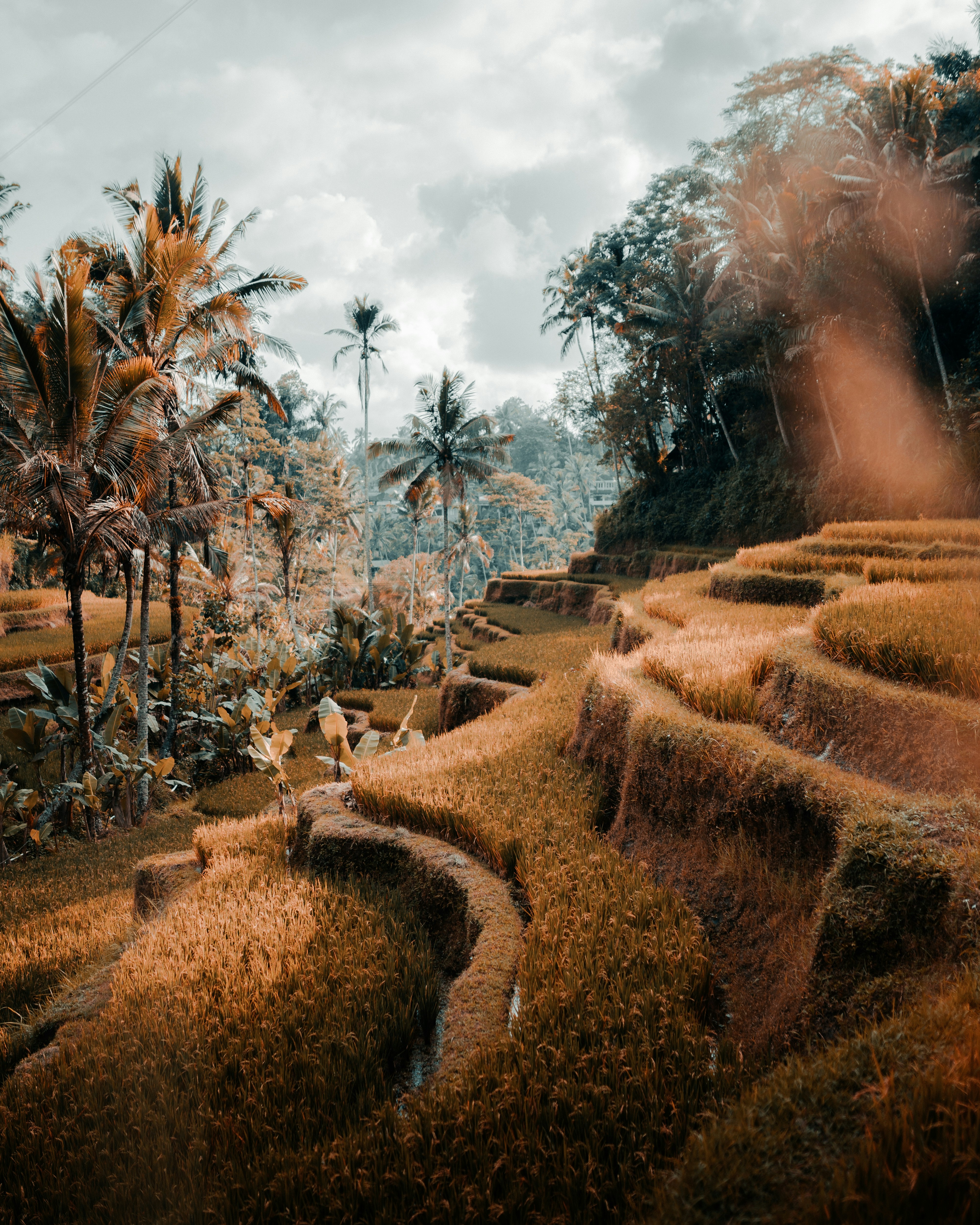 Lush terraced rice fields stretch across the landscape, framed by swaying palm trees under a dramatic sky. A serene glimpse into agricultural beauty.
