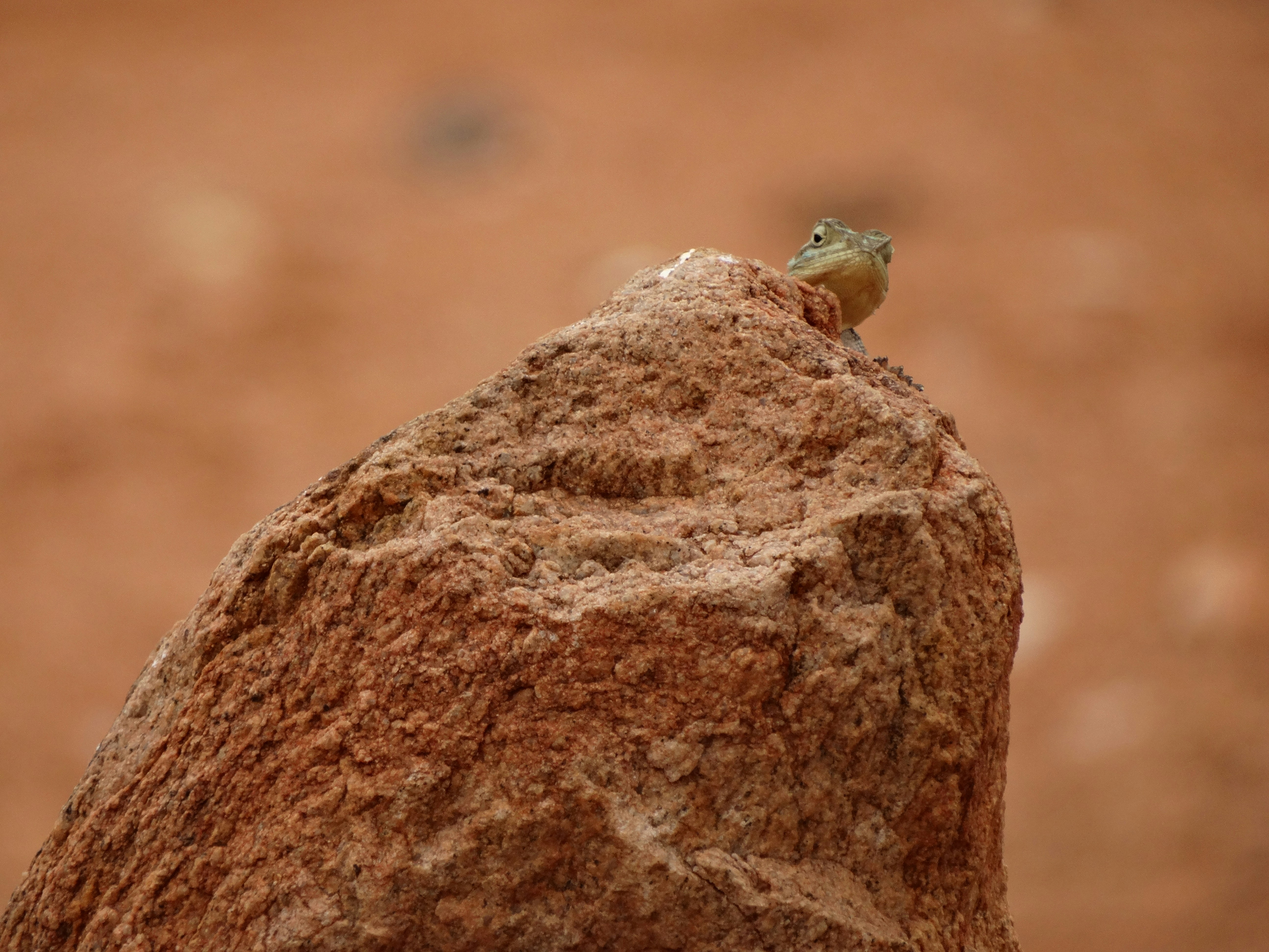 Desert Sentinel on a Weathered Peak