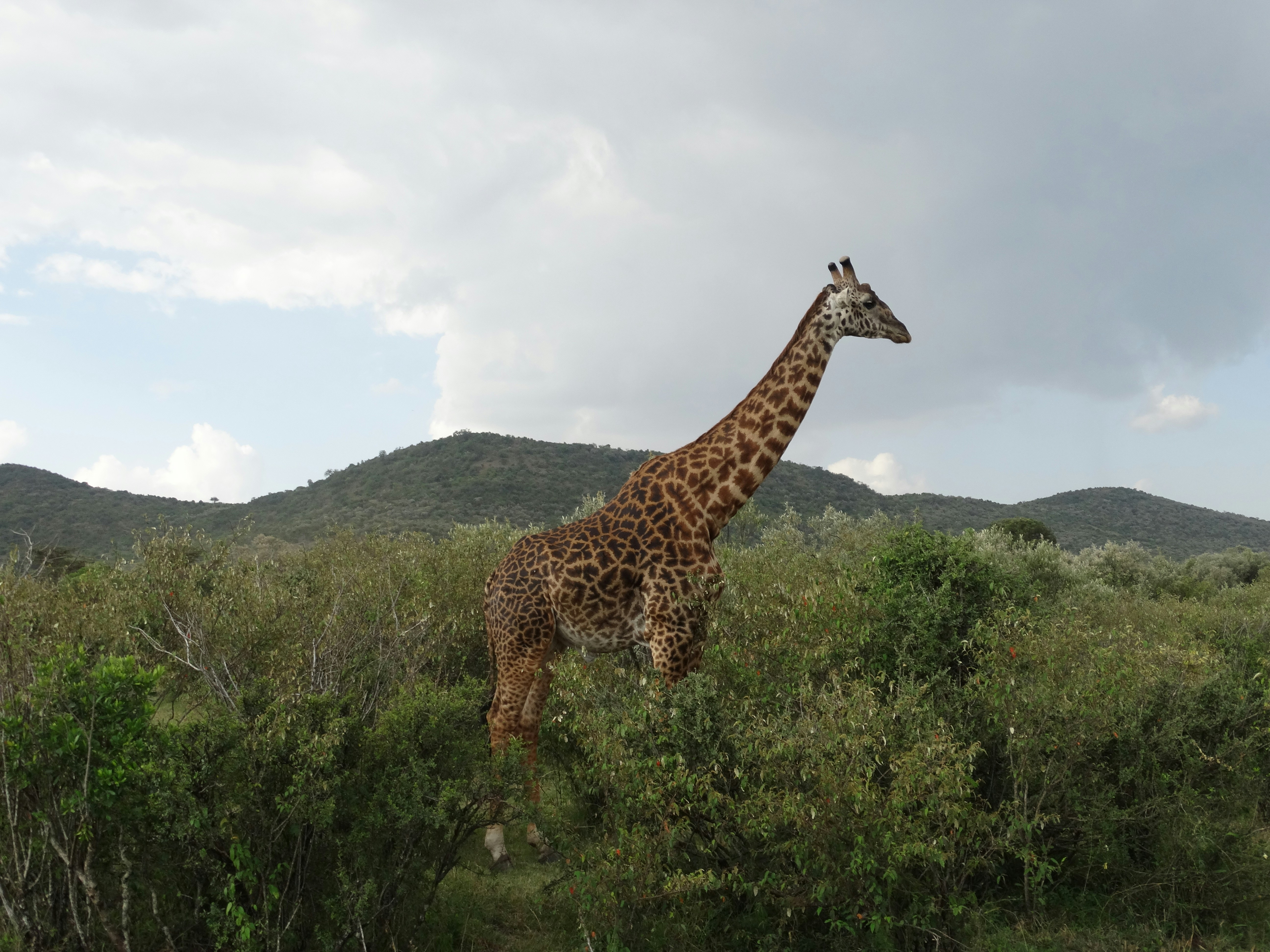 A giraffe gracefully navigating through dense foliage in a vast savanna landscape, showcasing its distinctive patterns against the backdrop of rolling hills.