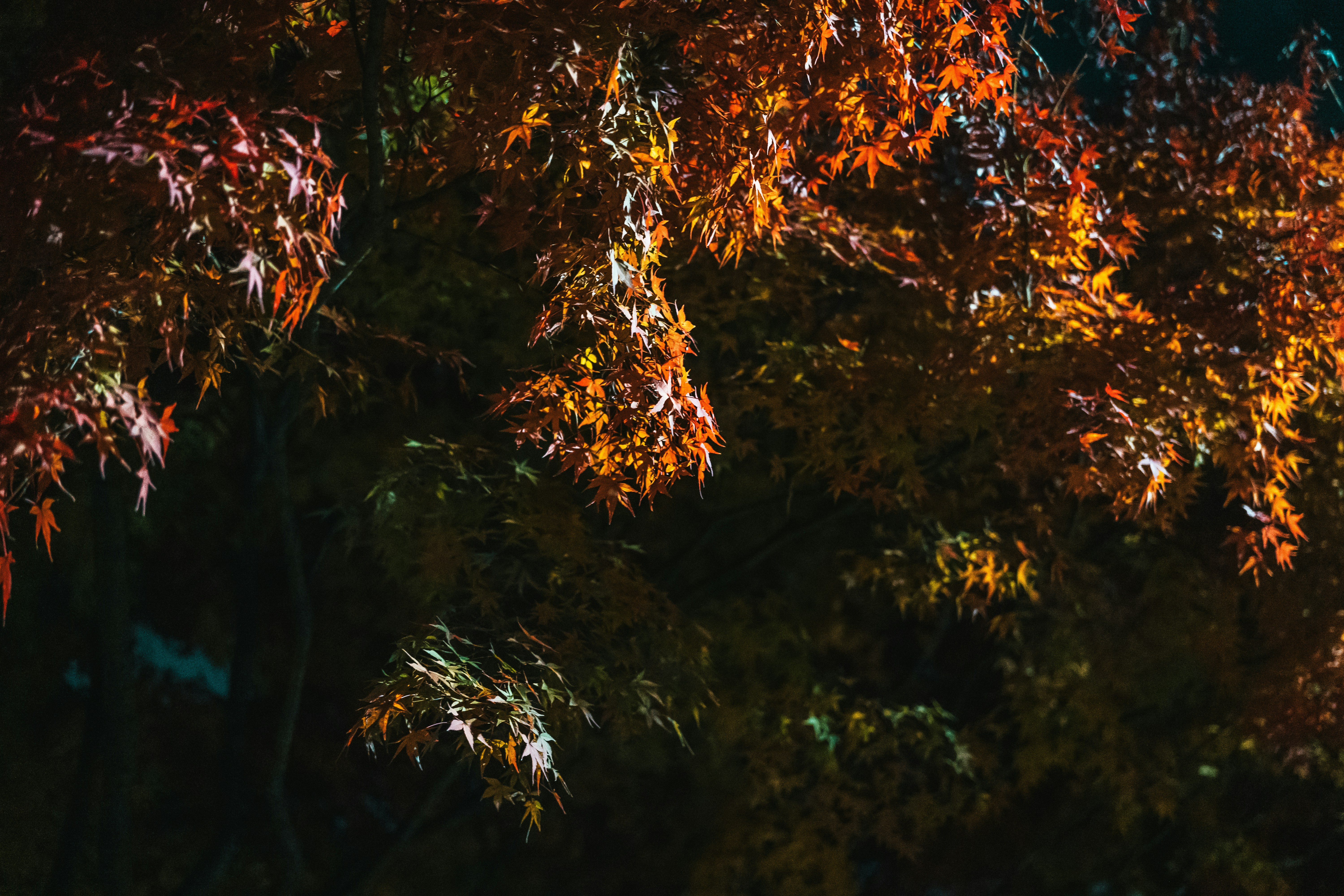 Vibrant red and orange maple leaves illuminated against a dark backdrop, showcasing the beauty of autumn foliage.