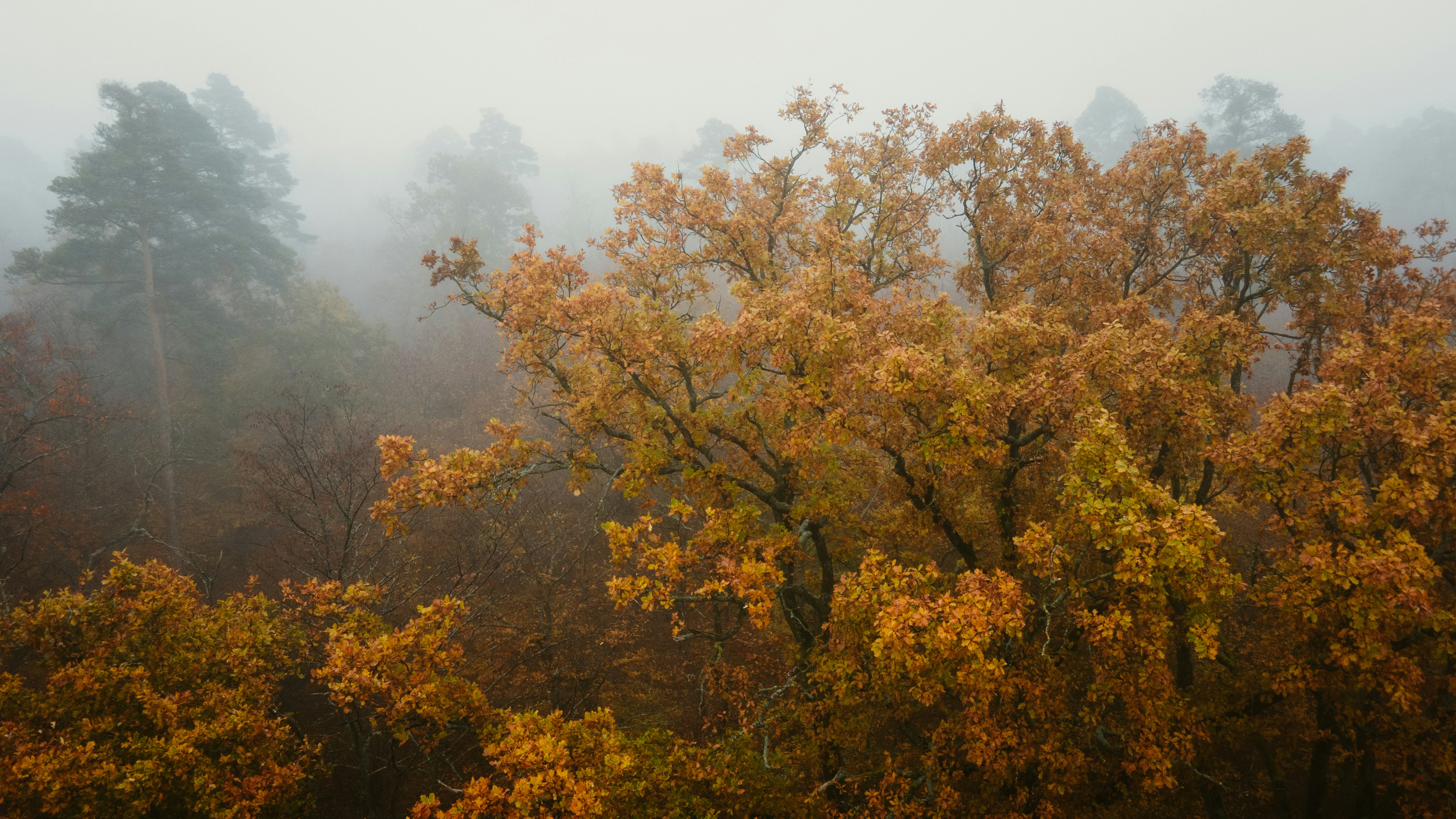 Vibrant autumn foliage enveloped in a soft fog, creating a serene and mystical atmosphere in the forest.