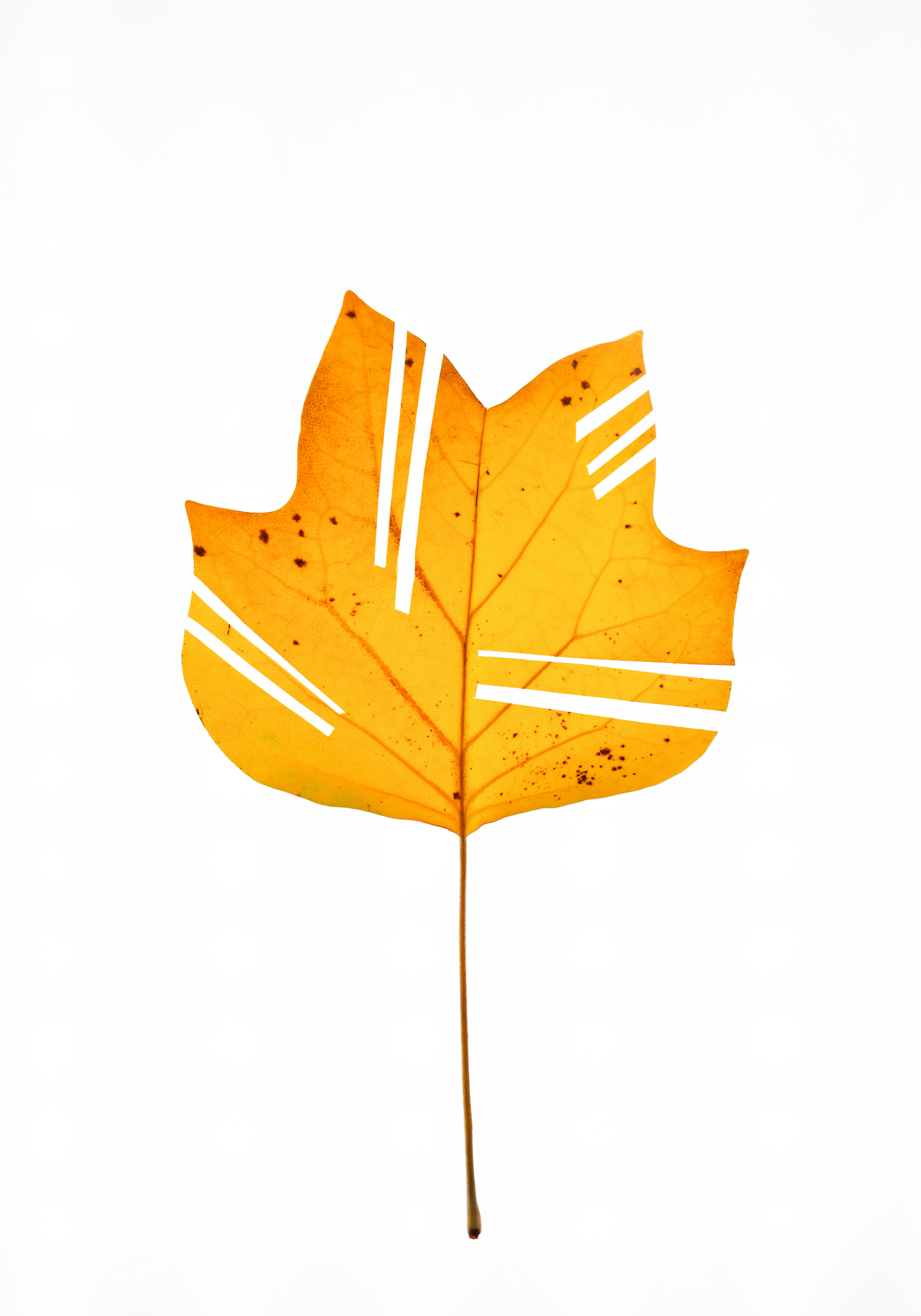 Autumn yellow leaf on a light background, top view with place for text. Tulip tree leaf creatively carved in stripes, symbolism