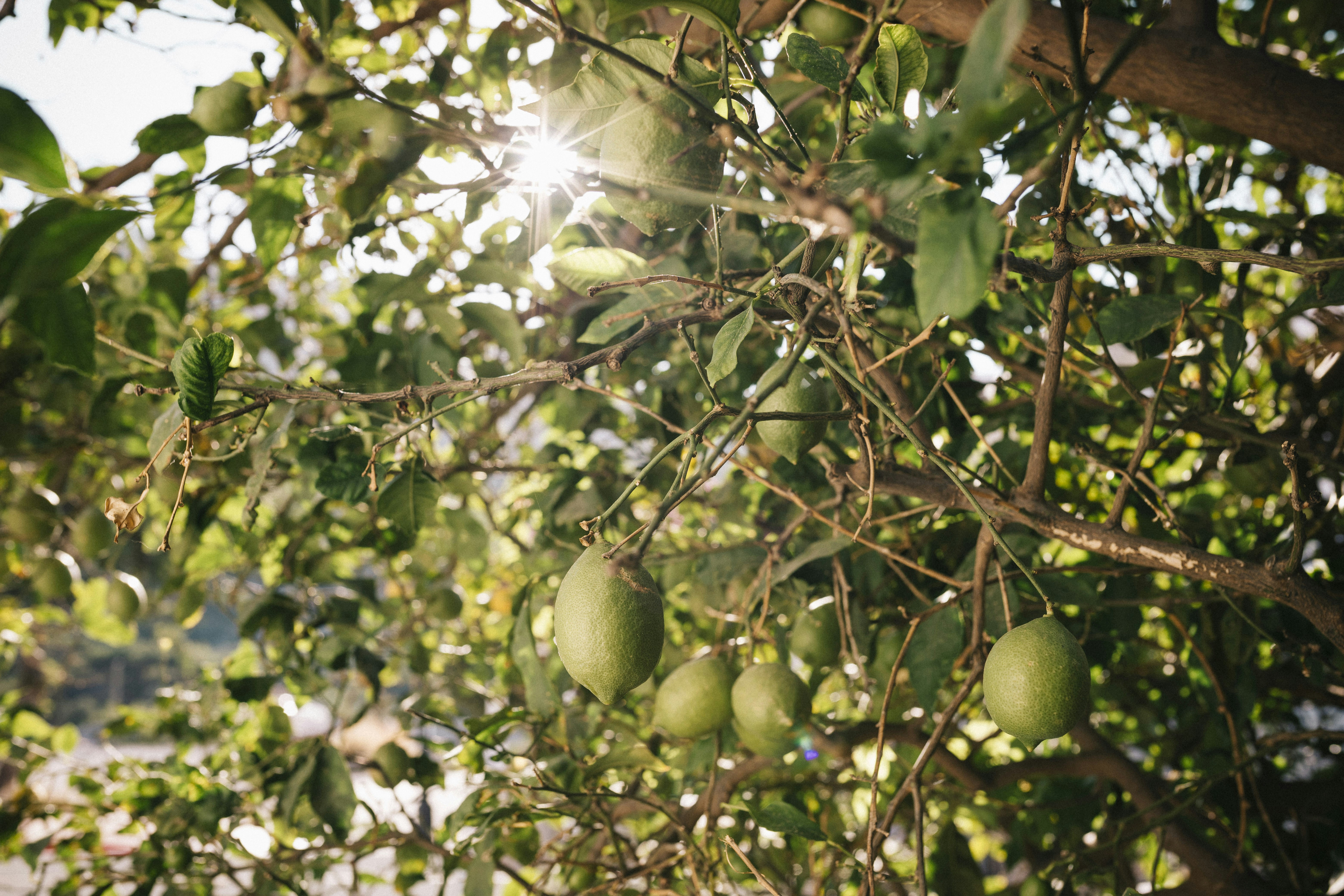A tree filled with lots of green fruit photo – Free Fruit Image on Unsplash