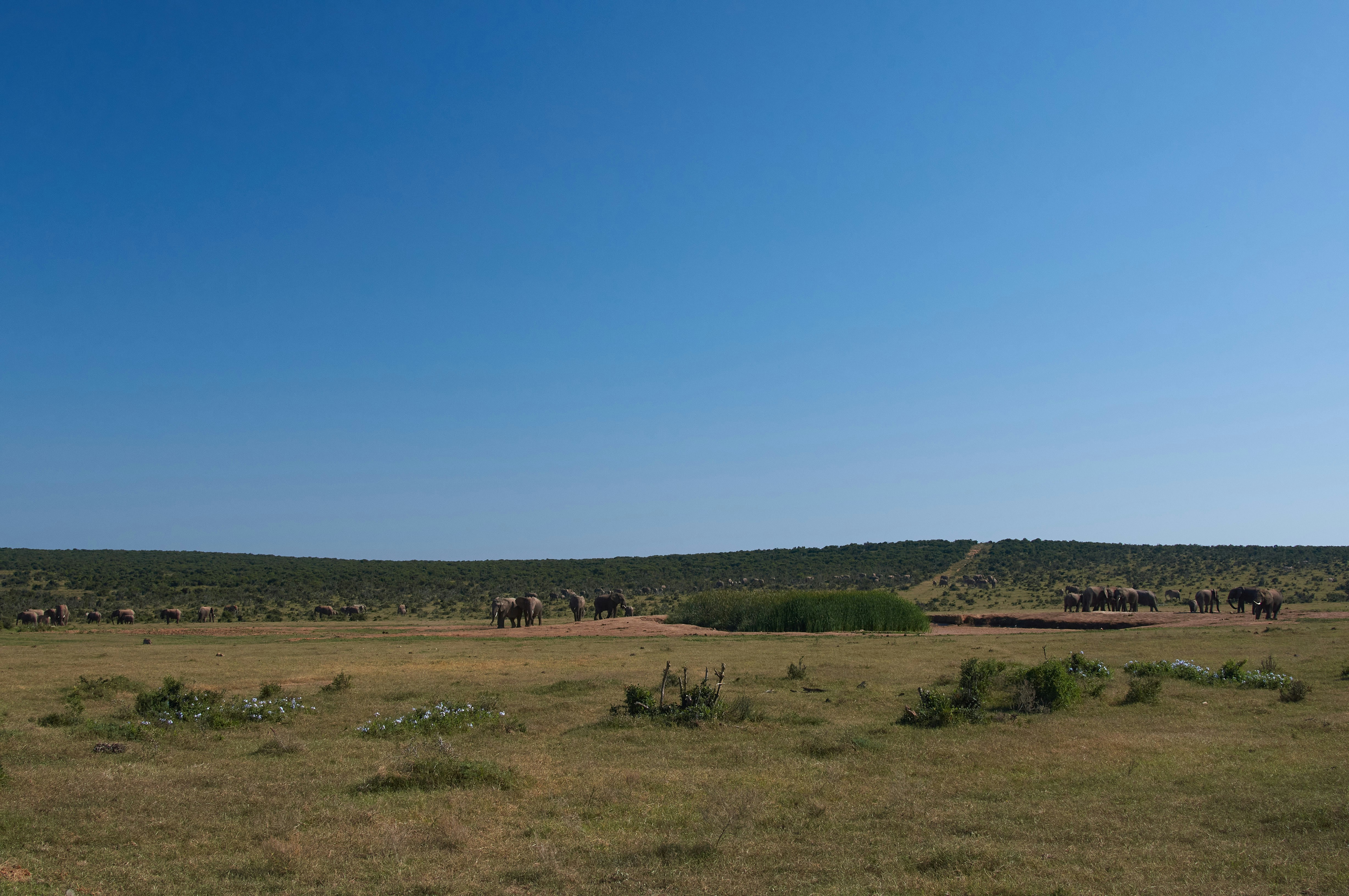 A herd of elephants traversing a vast savannah landscape under a clear blue sky, showcasing their natural habitat and social behavior.