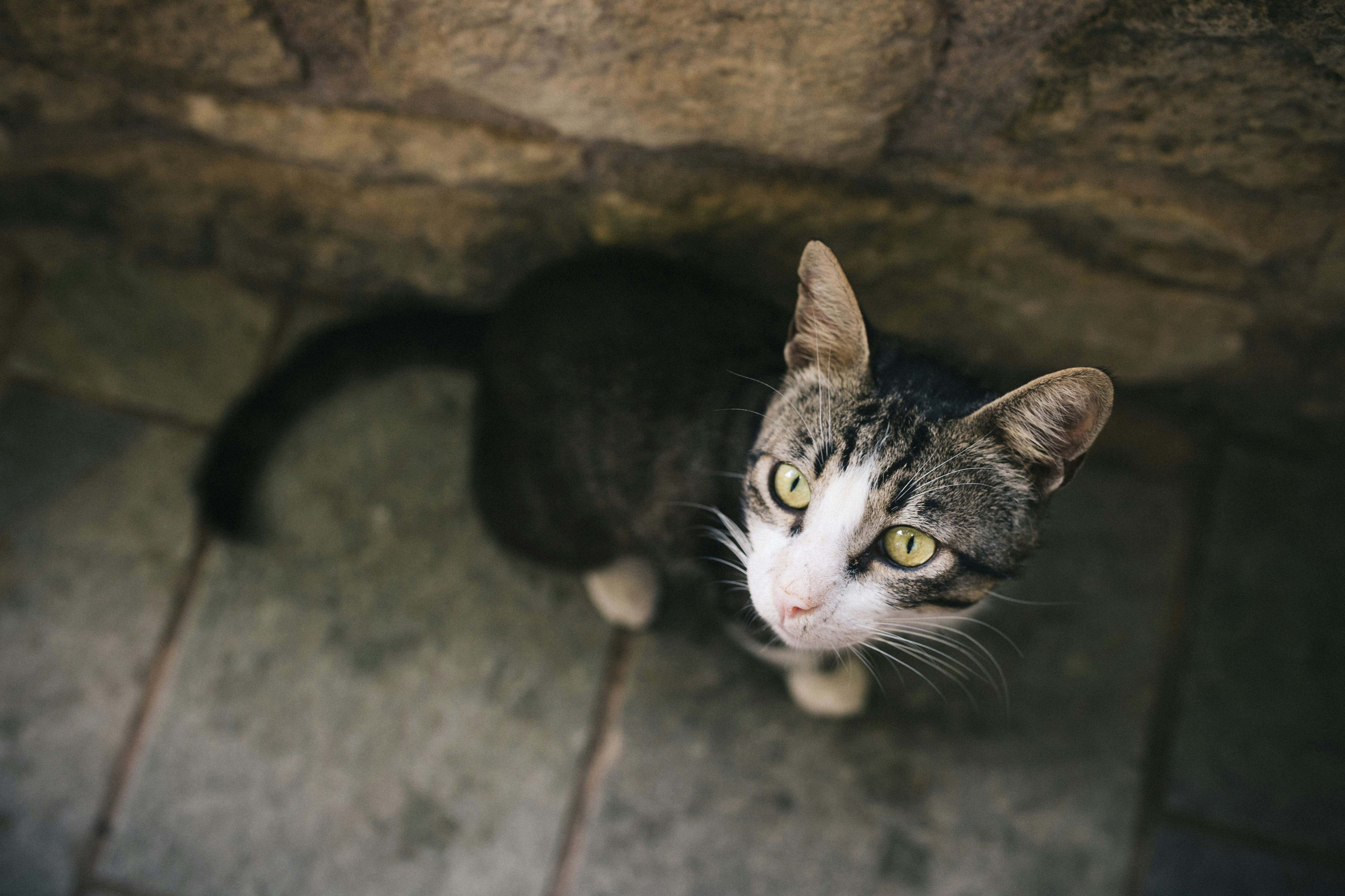 Direct Gaze from a Curious Alley Cat